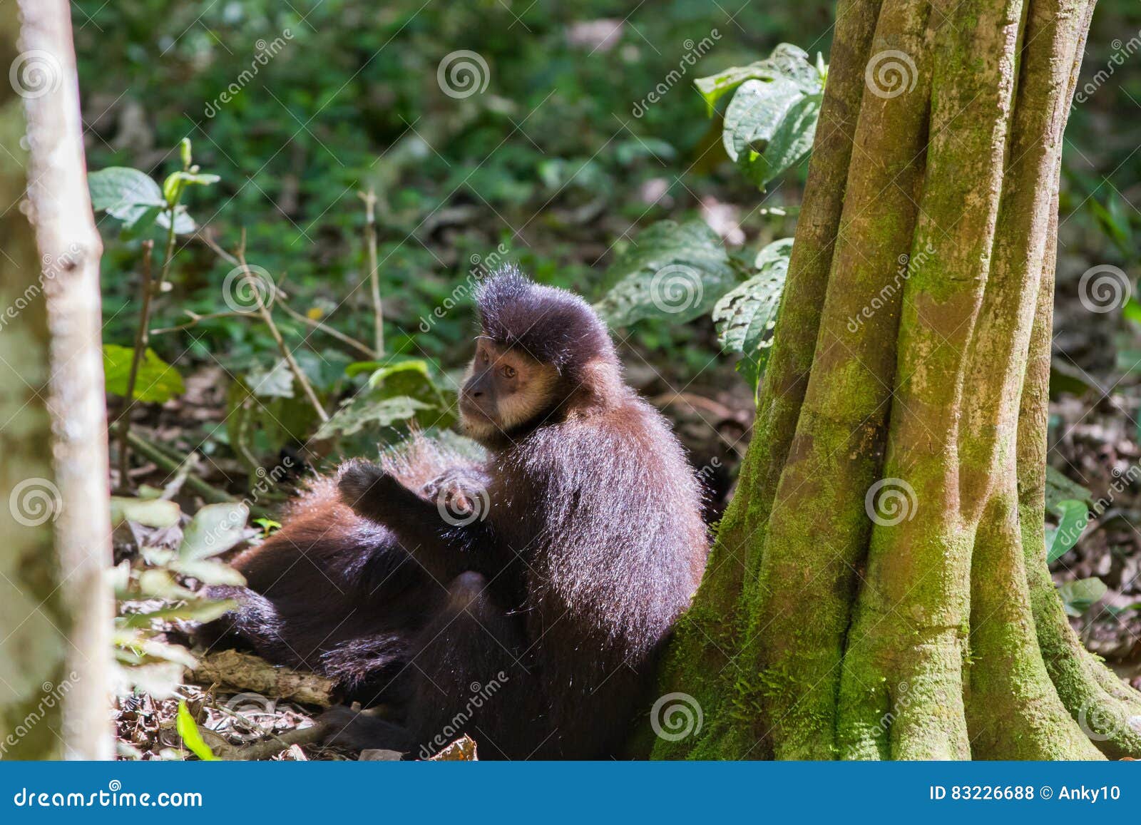 Monkey in the forest stock photo. Image of family, baby - 83226688