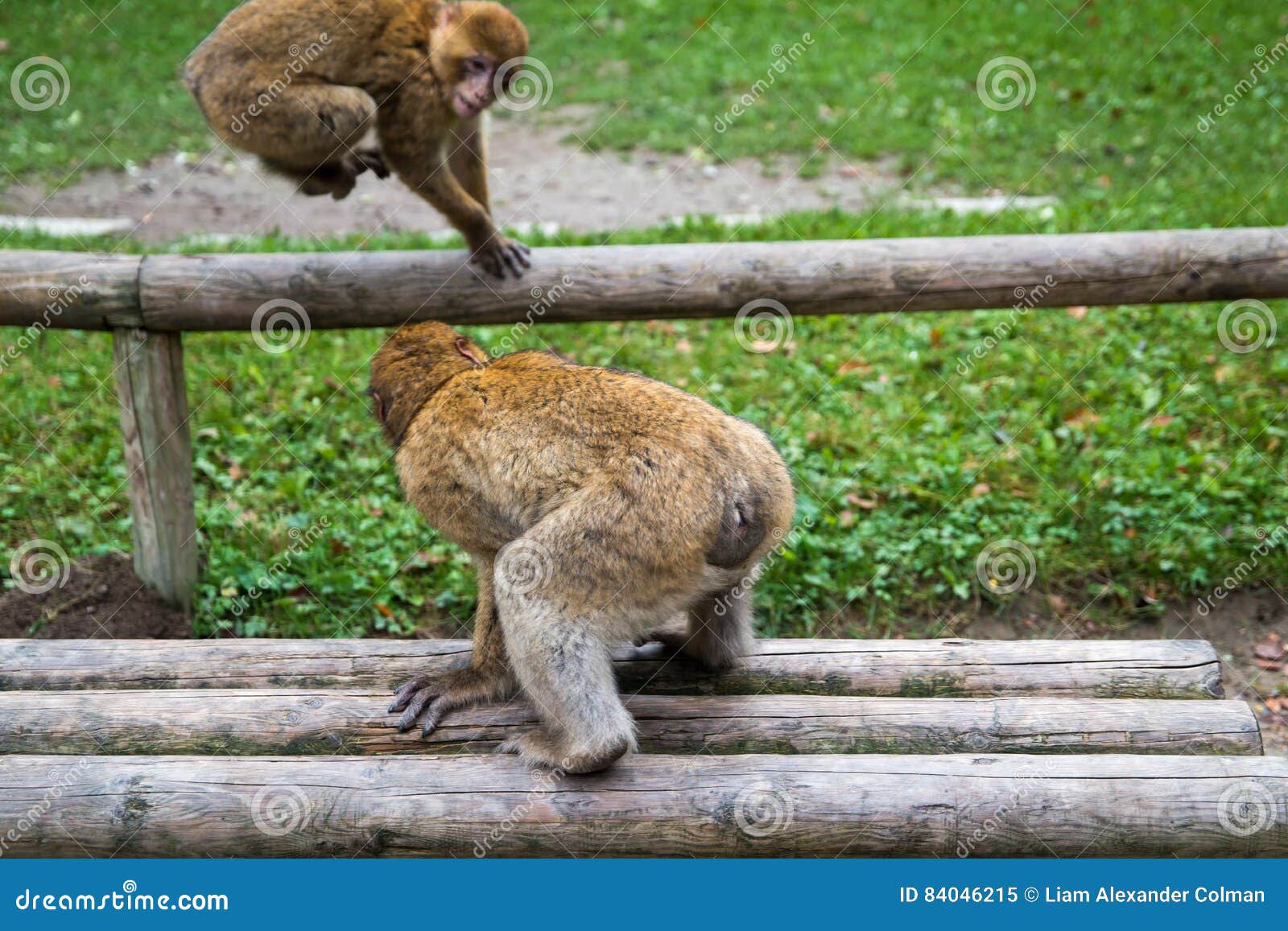 Monkey forest - Fighting stock image. Image of salem - 84046215