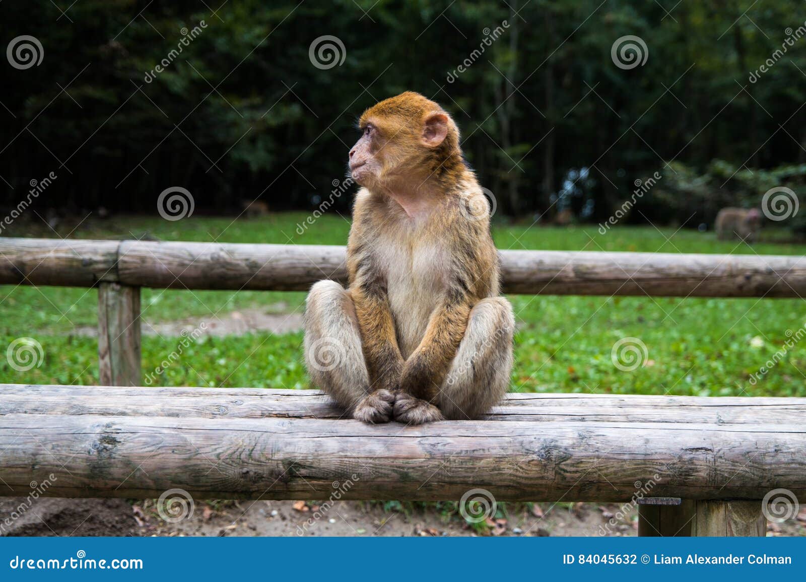 Monkey forest - Grinning stock photo. Image of germany - 84045632