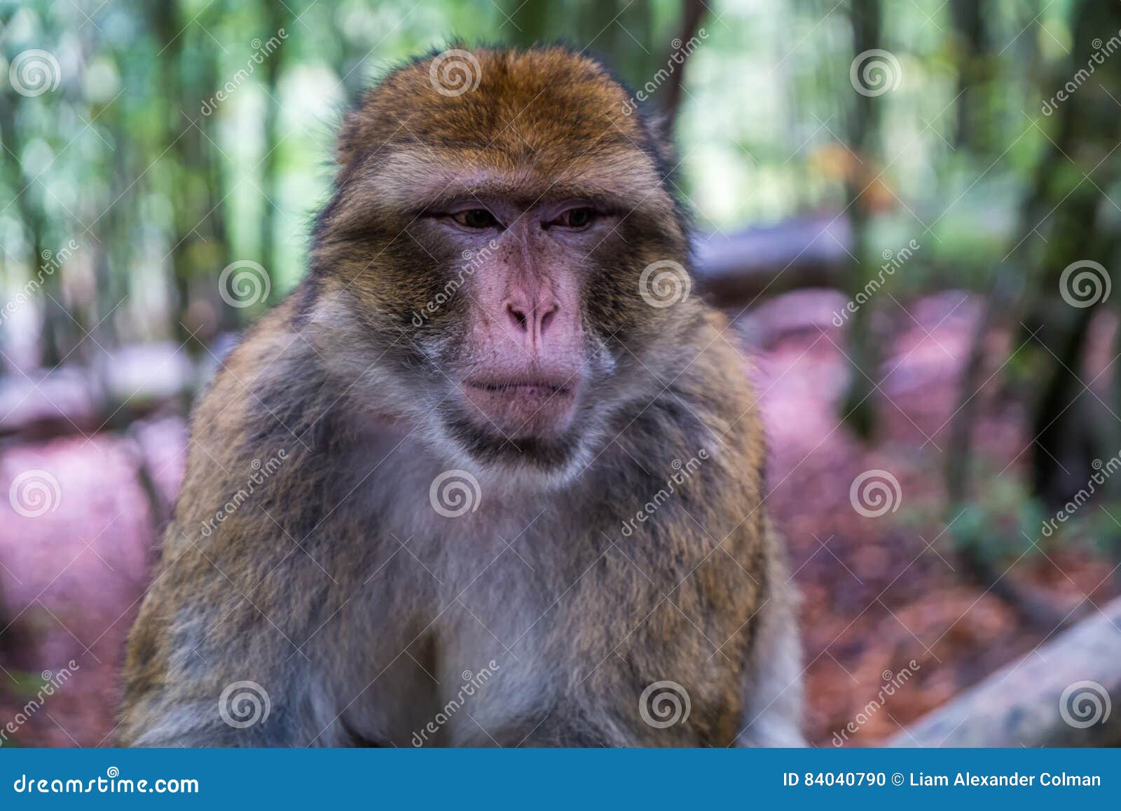 Grumpy Monkey - White-faced Capuchin Lying On Handrail Royalty-Free ...