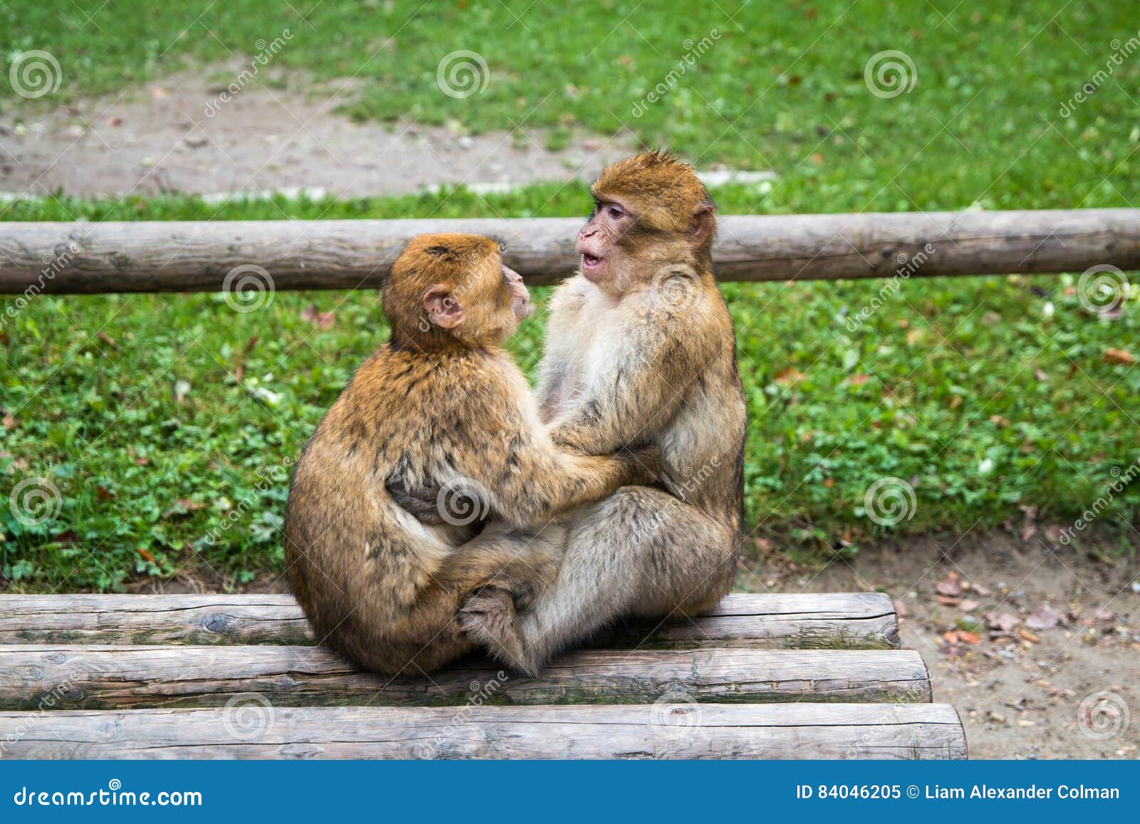 Monkey forest - Kissing stock image. Image of salem, furry - 84046205