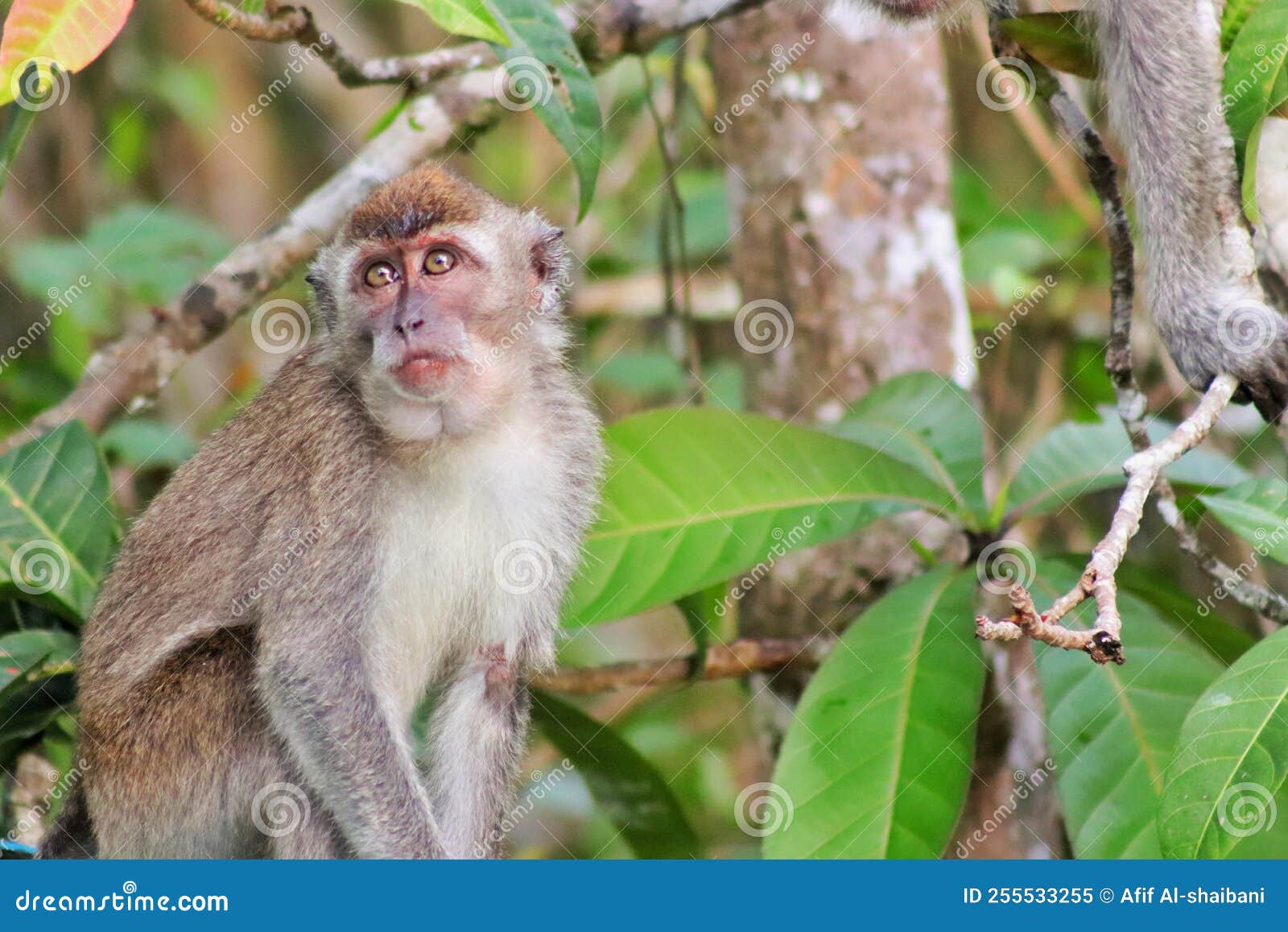 Monkey in the forest stock image. Image of adventure - 255533255