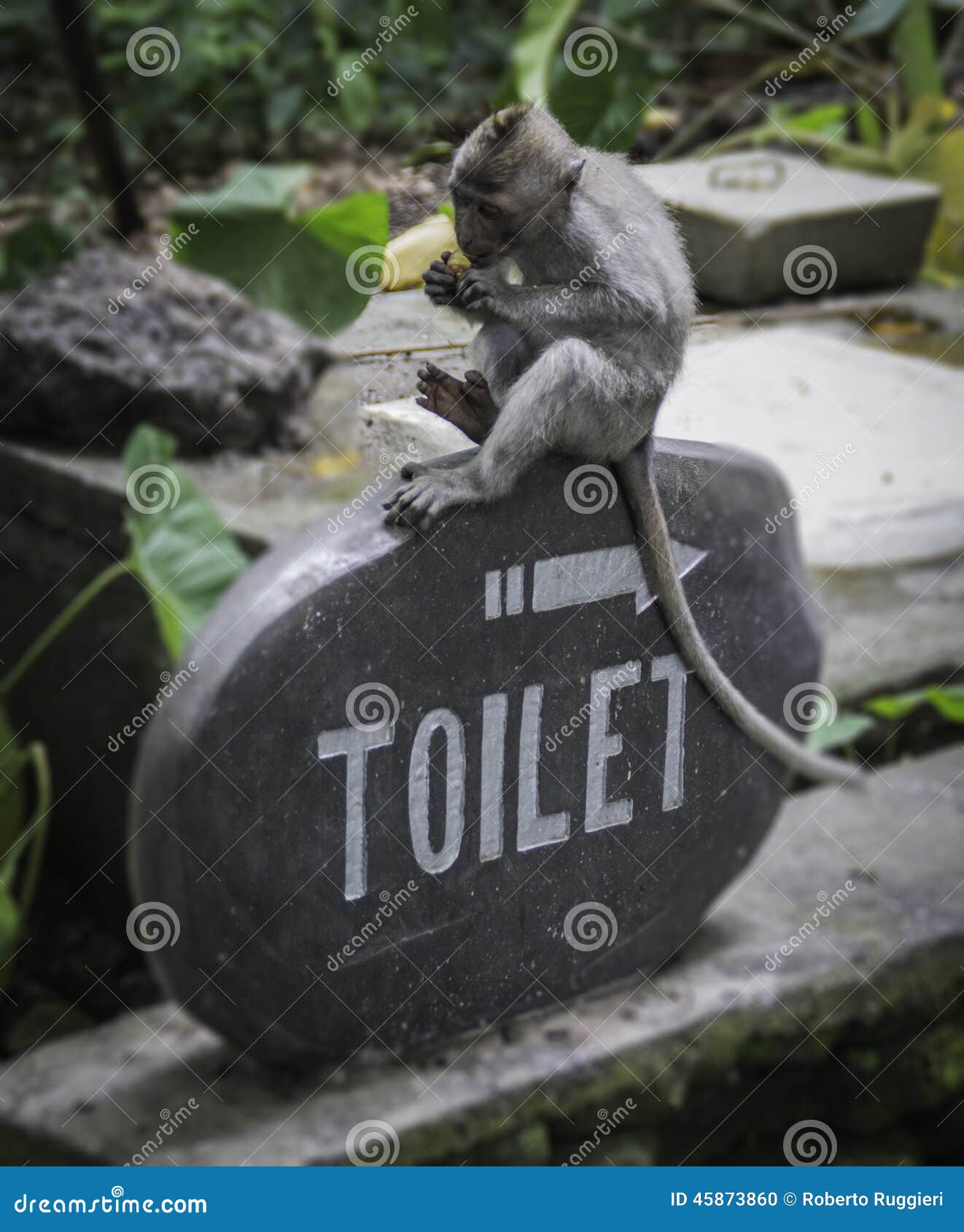 Monkey forest toilet stock photo. Image of toilet, indonesia - 45873860