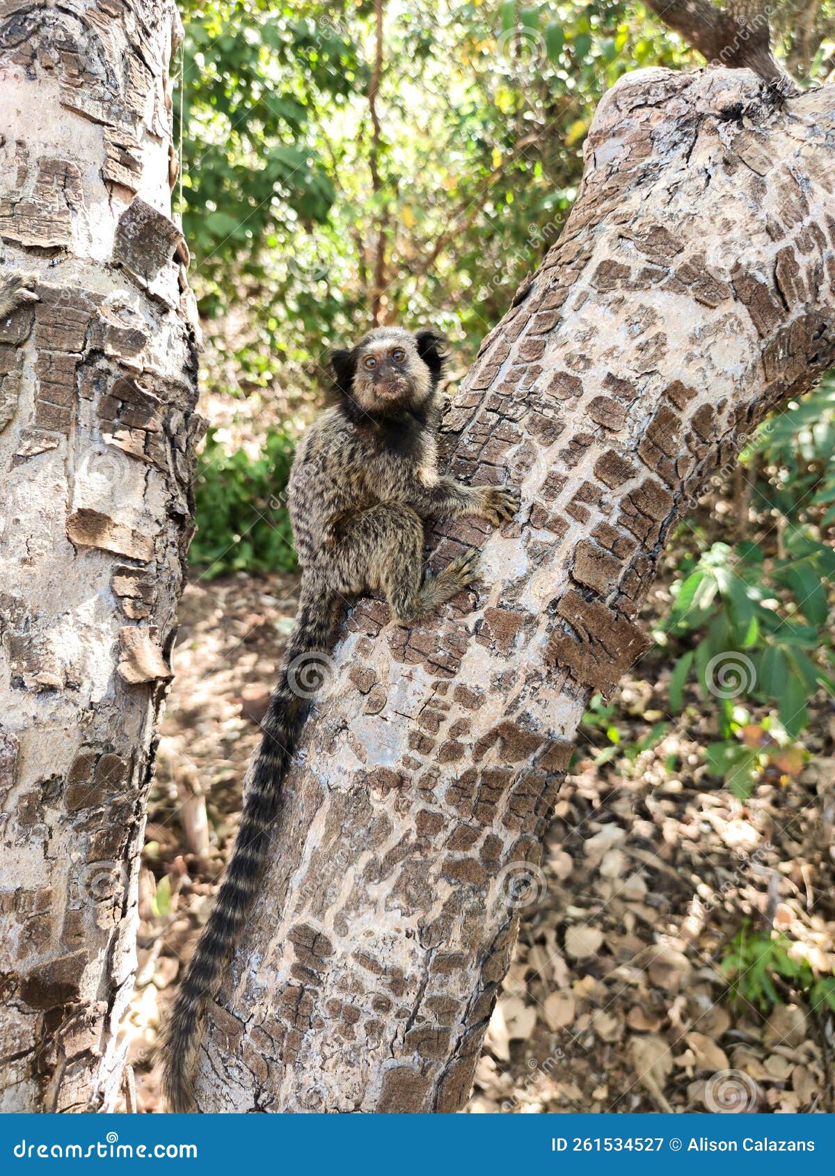 Monkey in the Forest Tree, Brazilian Species Stock Image - Image of ...