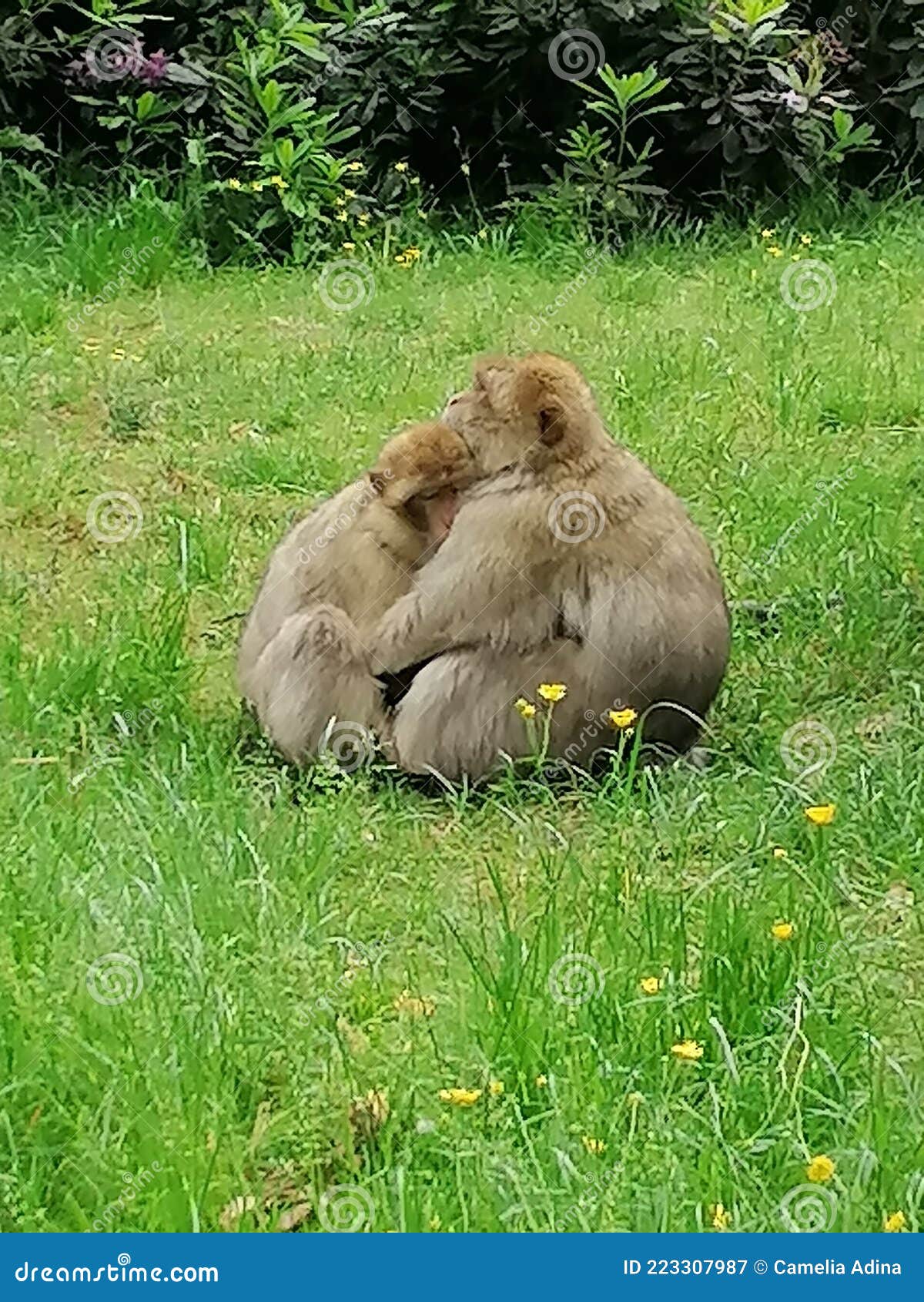 Monkey Forest Trip in Stoke on Trent Stock Image - Image of stoke ...