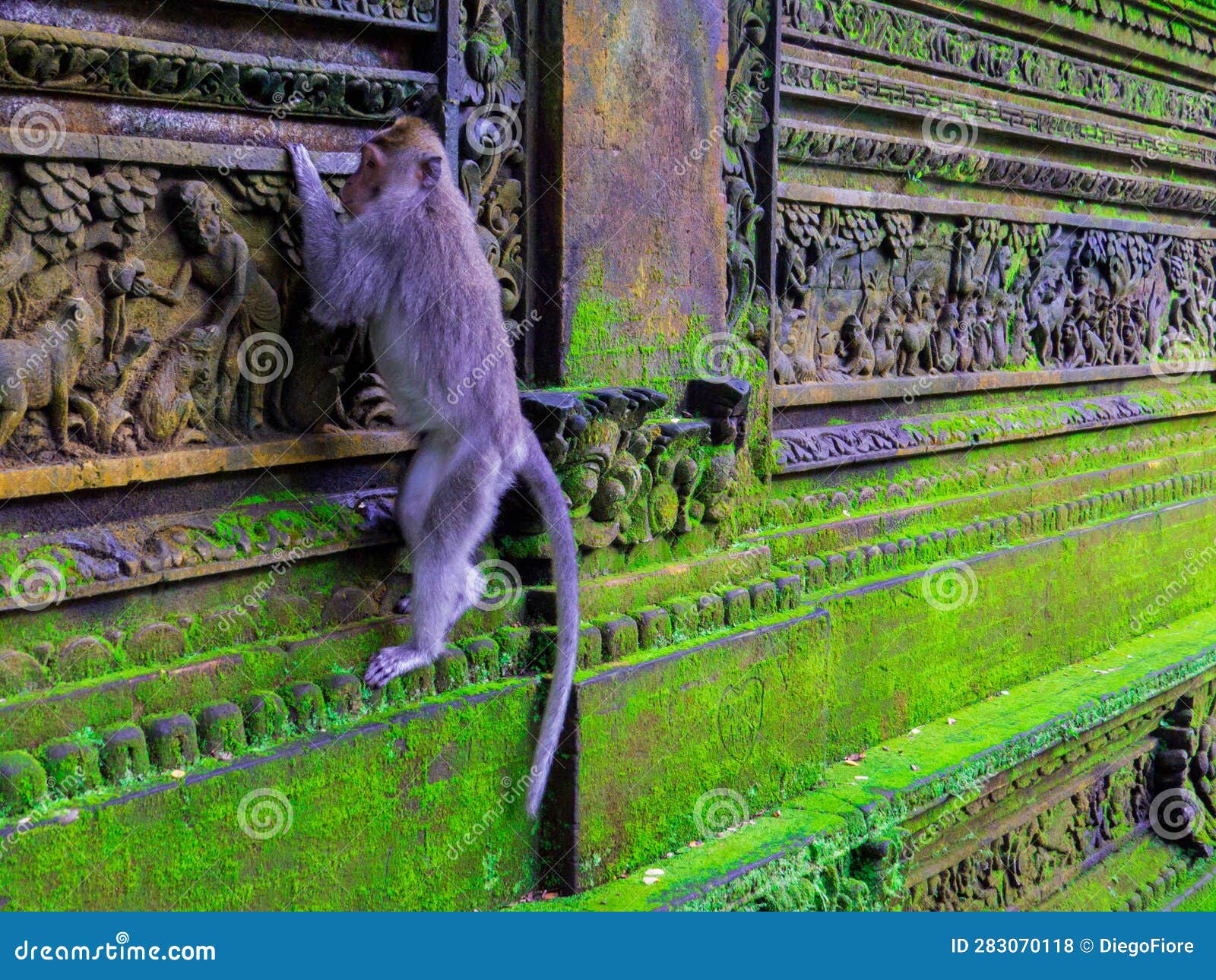 Monkey Forest, Ubud, Bali stock photo. Image of forest - 283070118