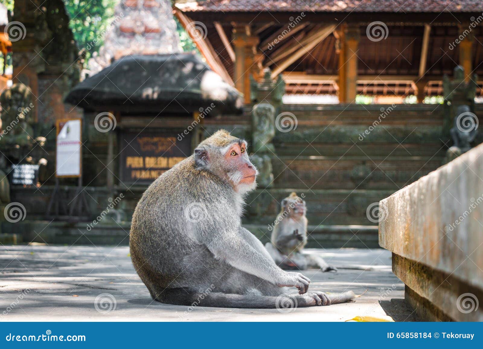 Monkey Forest, Ubud, Bali, Indonesia Stock Photo - Image of asia ...