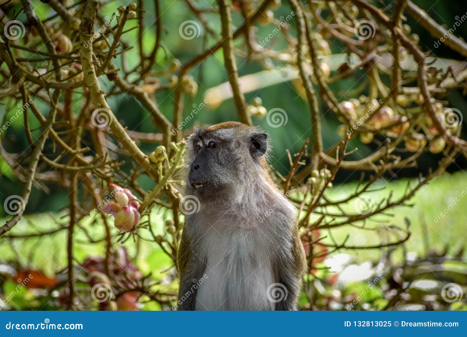 Monkey stock image. Image of garden, botanical, monkey - 132813025