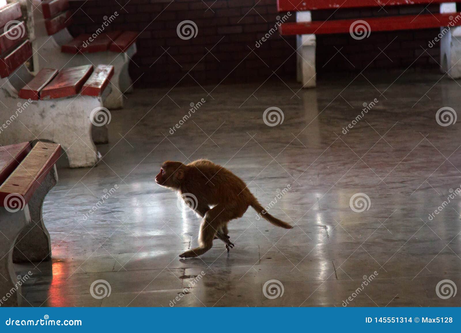 Monkey in Free Fall. Funny Photo Stock Photo - Image of dult ...