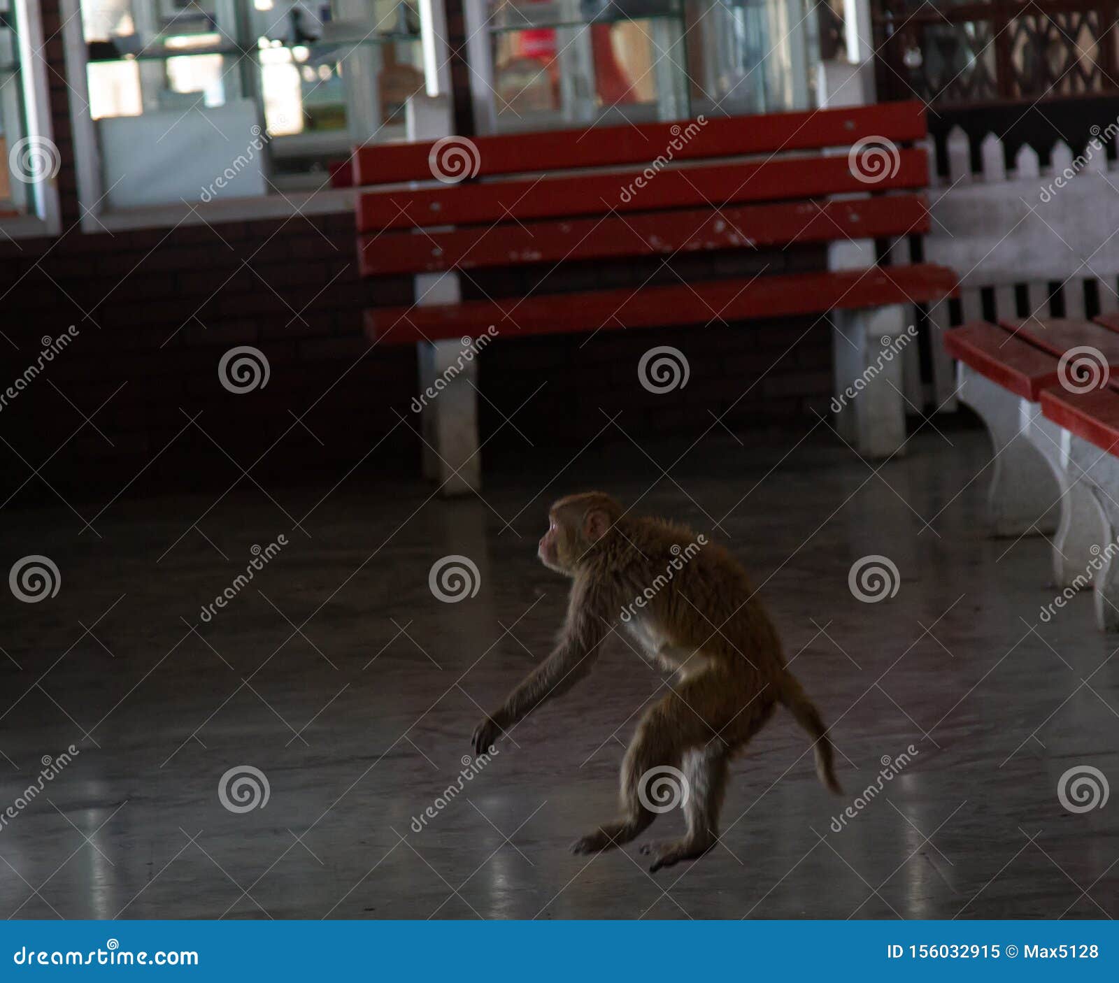 Monkey in Free Fall. Funny Photo Stock Image - Image of city, dult ...