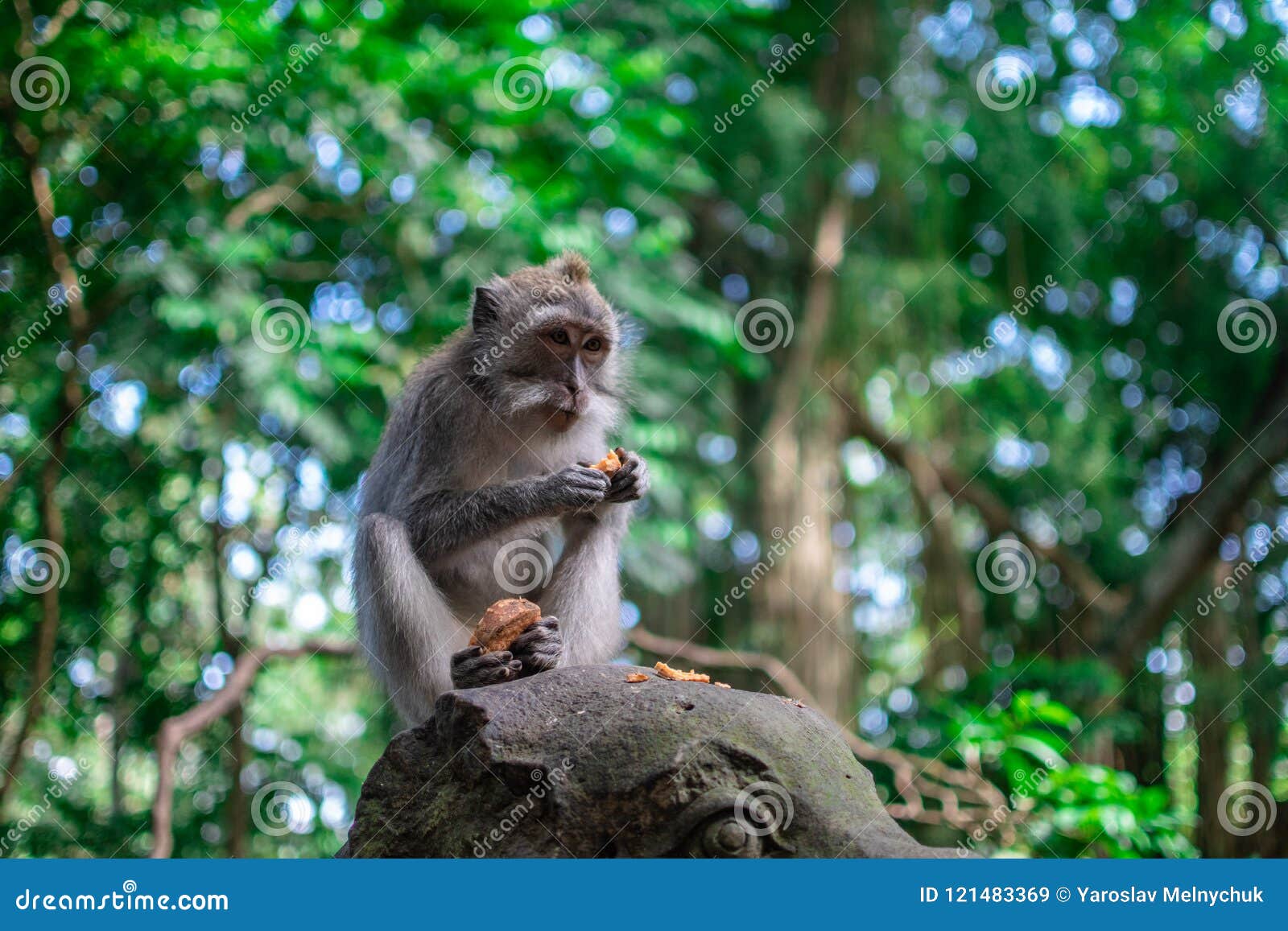 Monkey Eating at the Monkey Forrest in Ubud, Bali Stock Image - Image ...