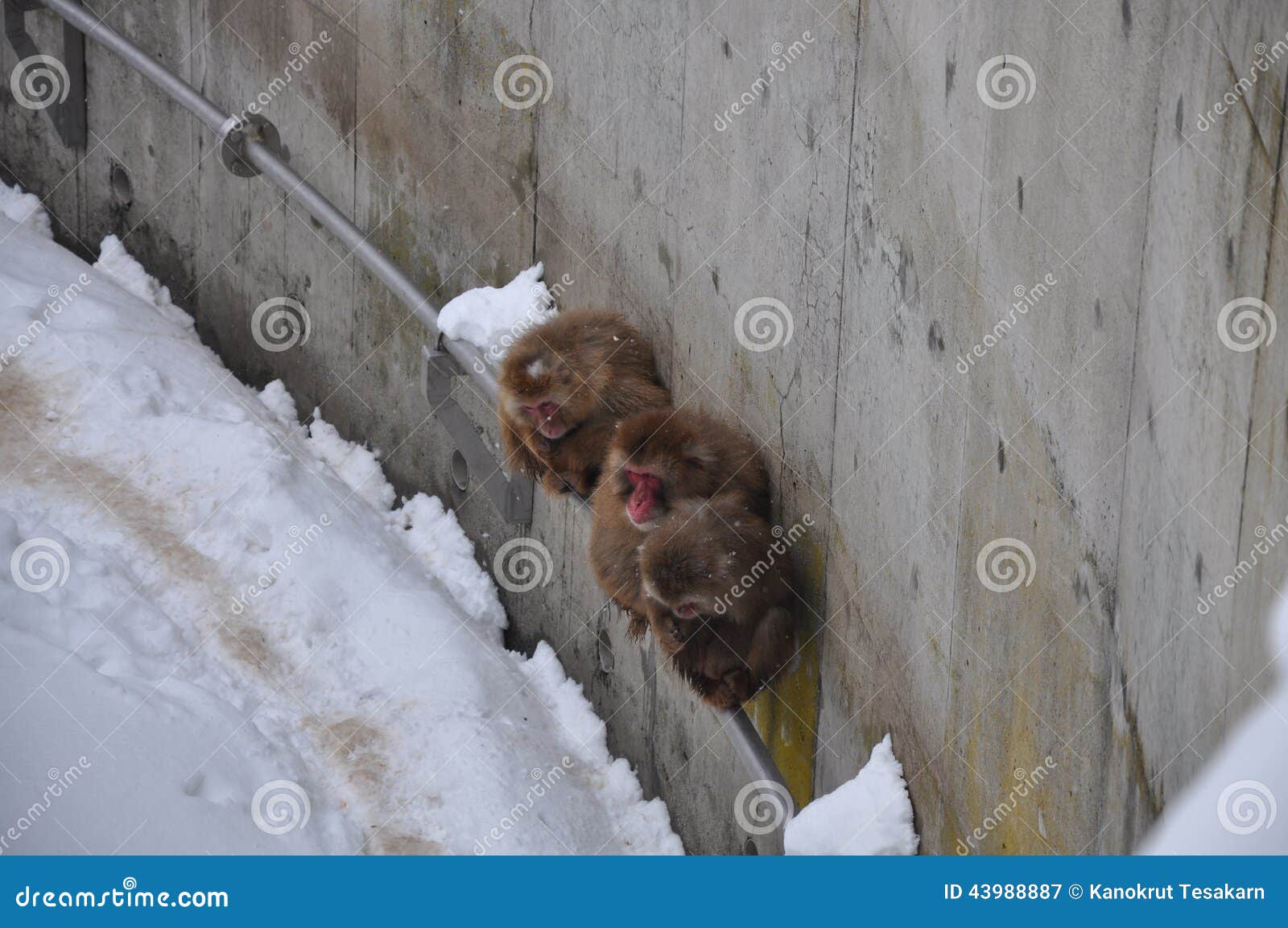 Monkey freezing in snow stock image. Image of snow, monkeys - 43988887