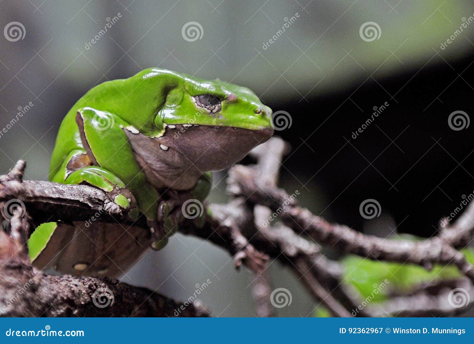 Monkey Frog stock image. Image of frog, climb, toes, species - 92362967