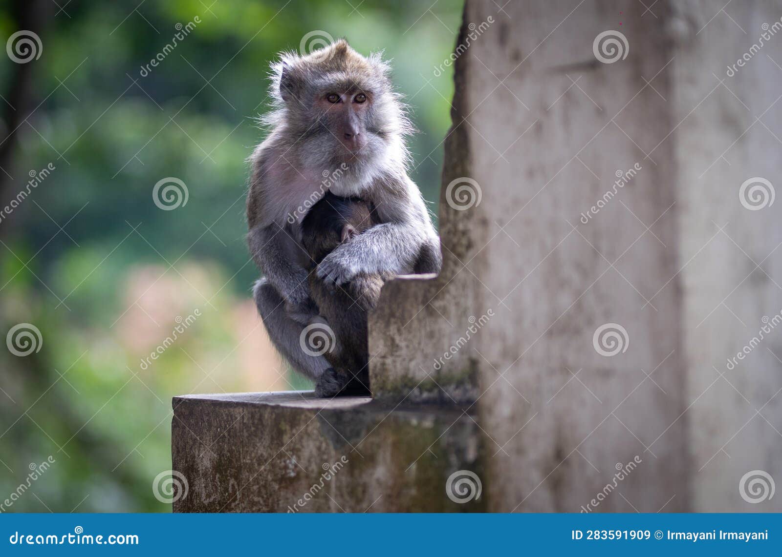 Monkey in Front of the Temple Stock Image - Image of traditional ...
