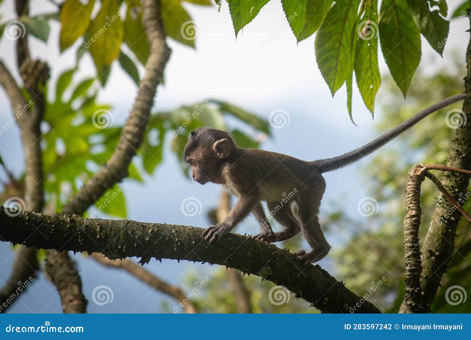 Wild Monkeys Playing in the Trees Stock Photo - Image of playing ...
