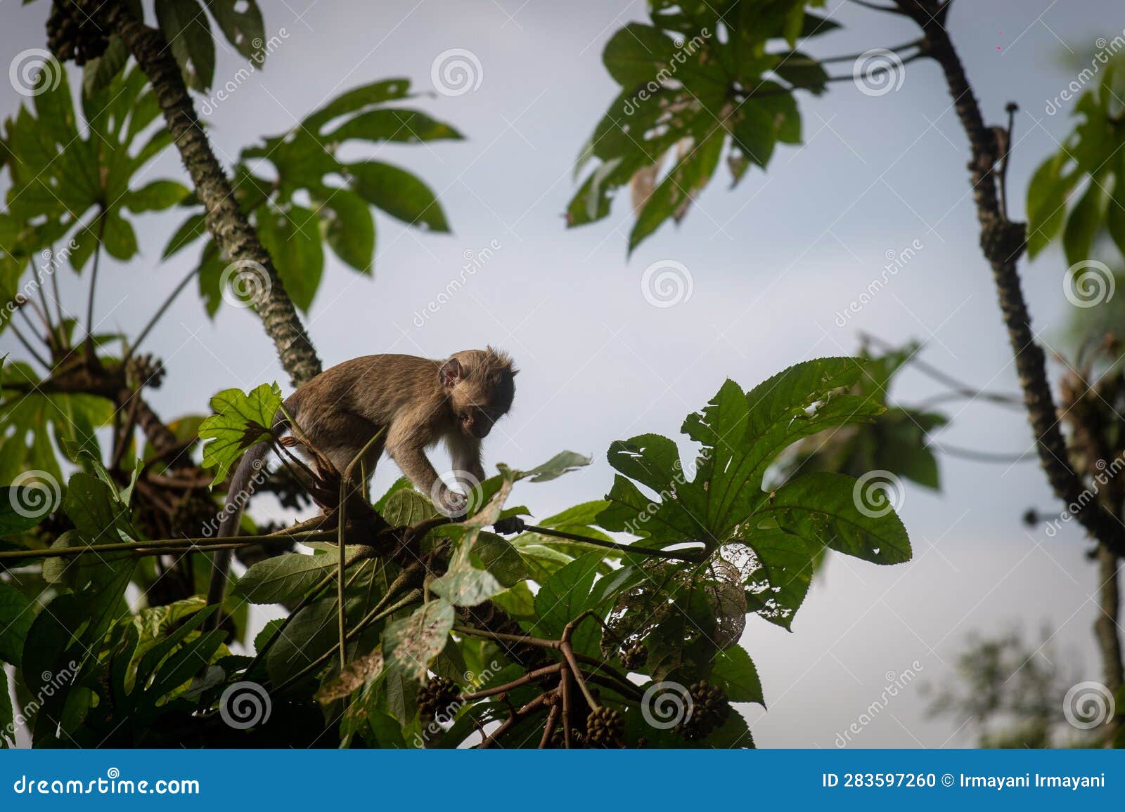Wild Monkeys Playing in the Trees Stock Photo - Image of building ...