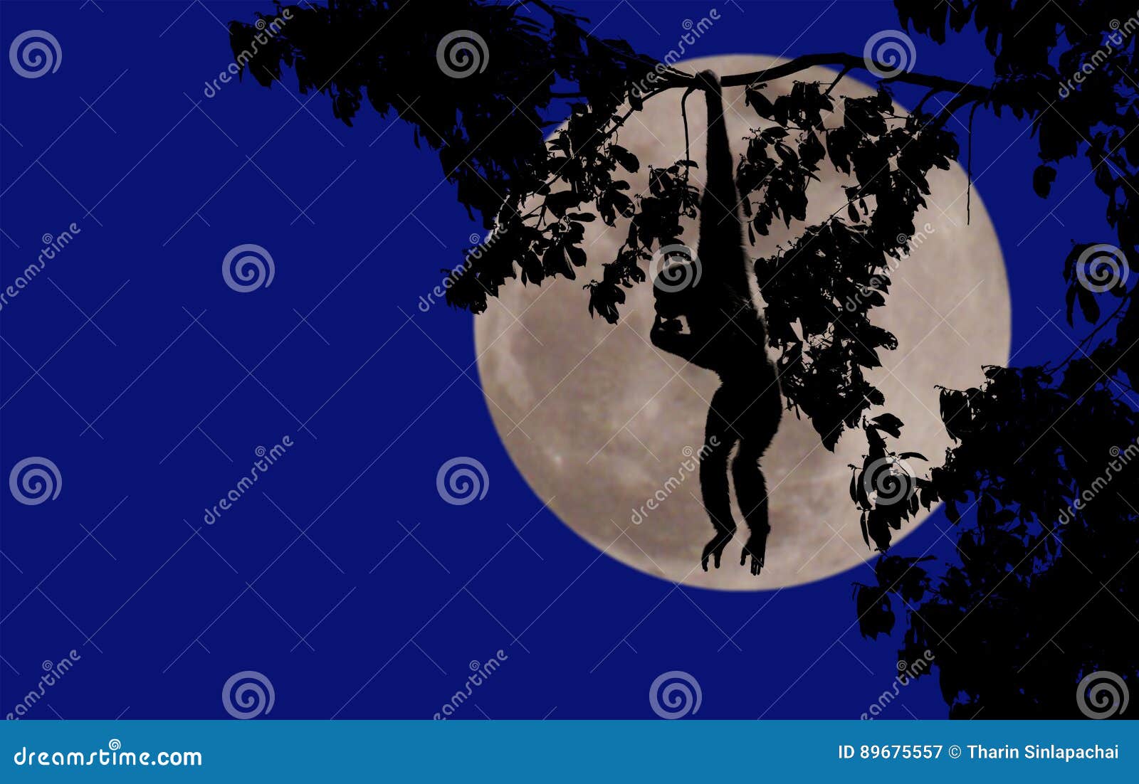 Monkey full moon stock image. Image of background, moon - 89675557