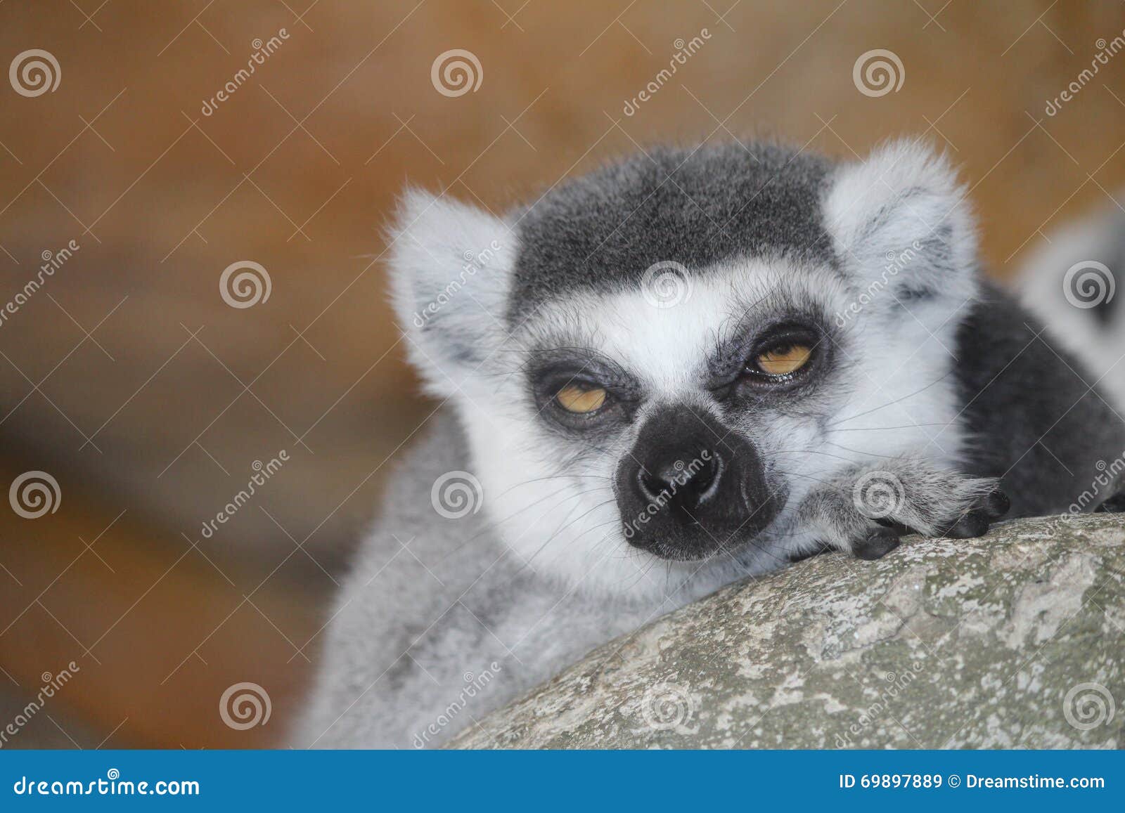 Monkey stock image. Image of cuddly, fuzzy, nature, cute - 69897889