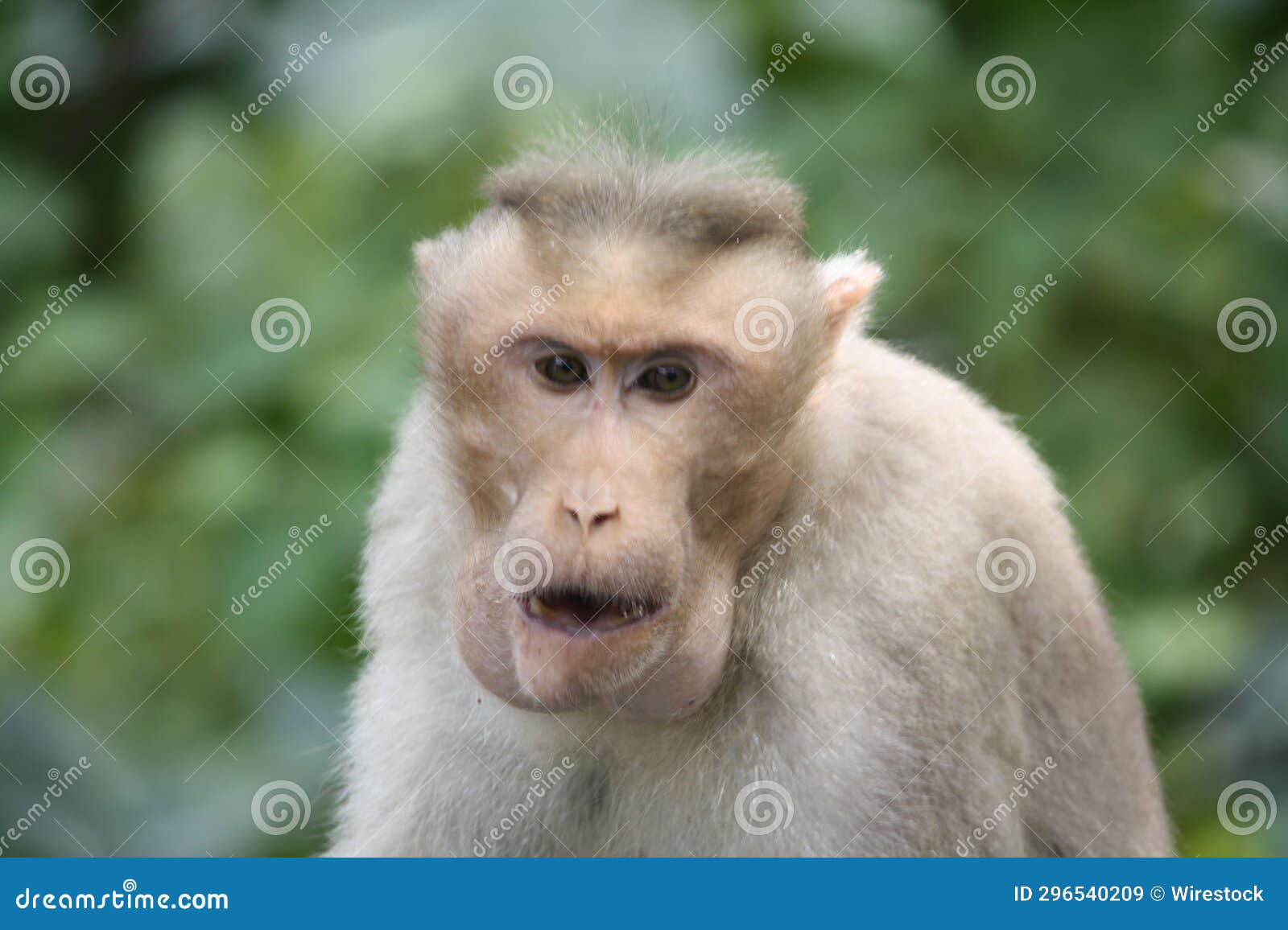 A Monkey with a Funny Face Looks at the Camera while Standing in a ...