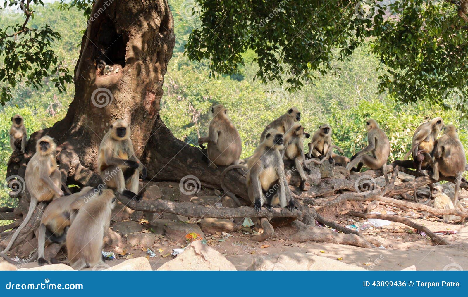 415 Monkey Gang Photos - Free & Royalty-Free Stock Photos from Dreamstime