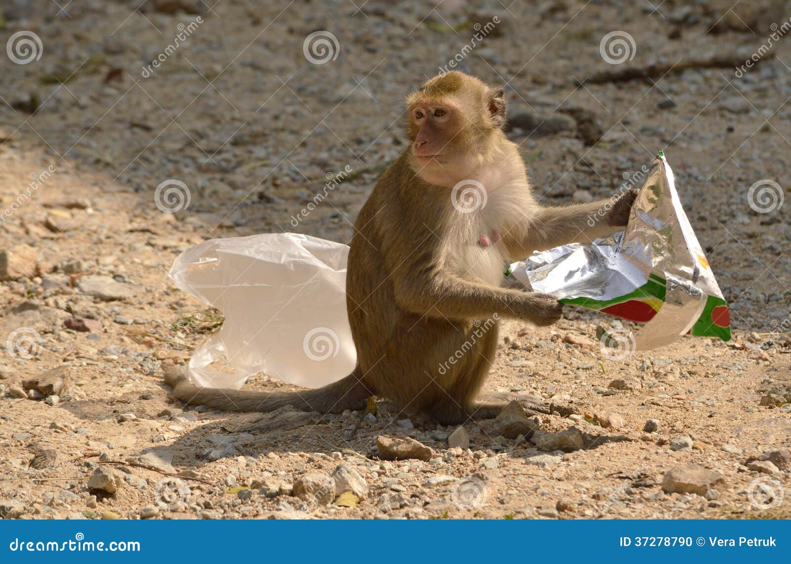 Monkey with garbage stock photo. Image of care, ecological - 37278790
