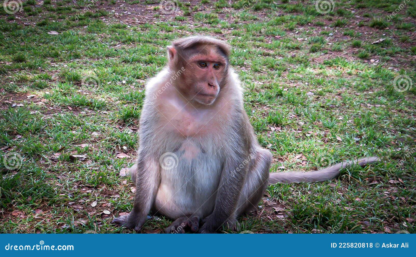 Monkey in the garden stock photo. Image of garden, monkey - 225820818