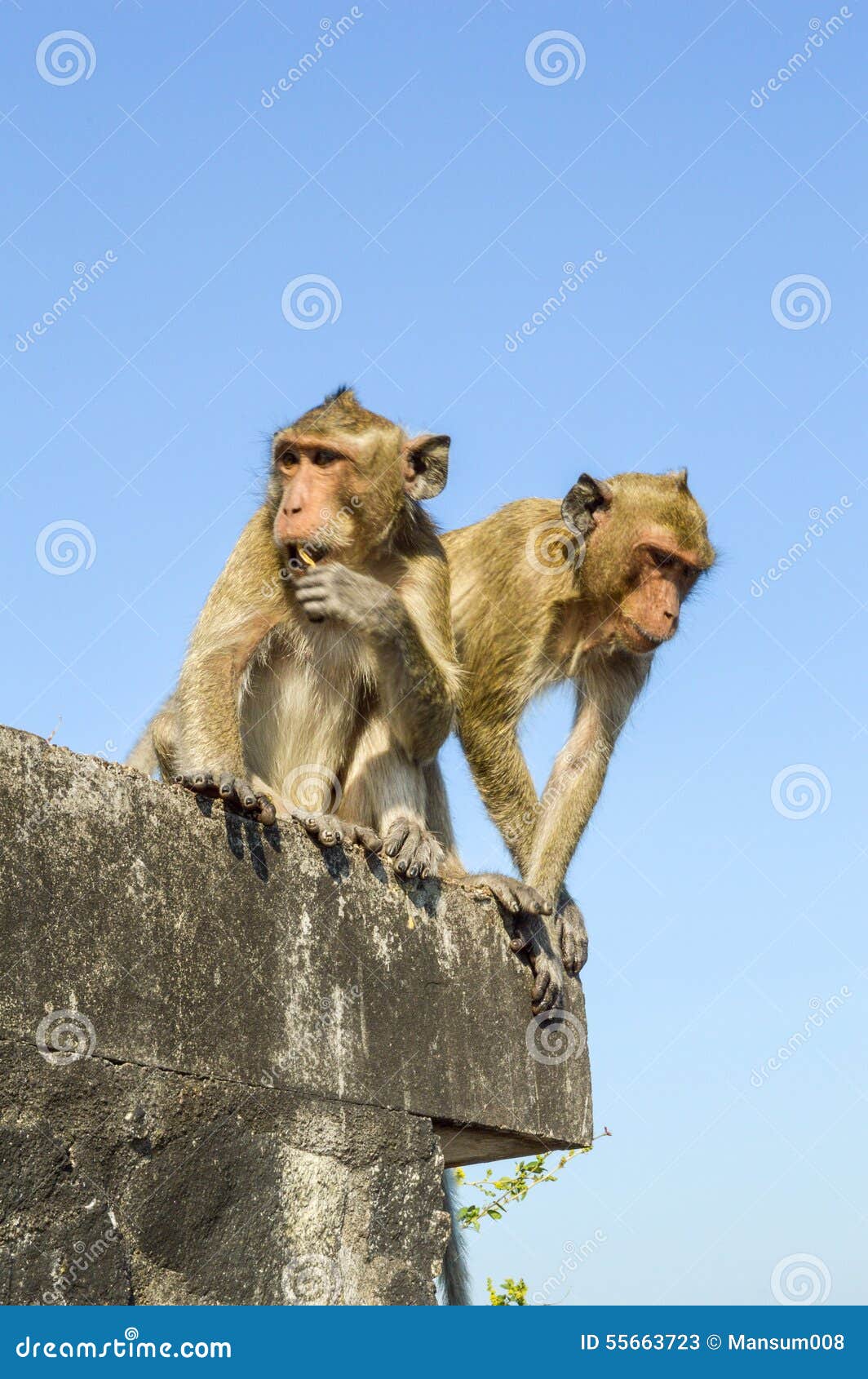 Monkey stock image. Image of mammal, monkey, outdoor - 55663723