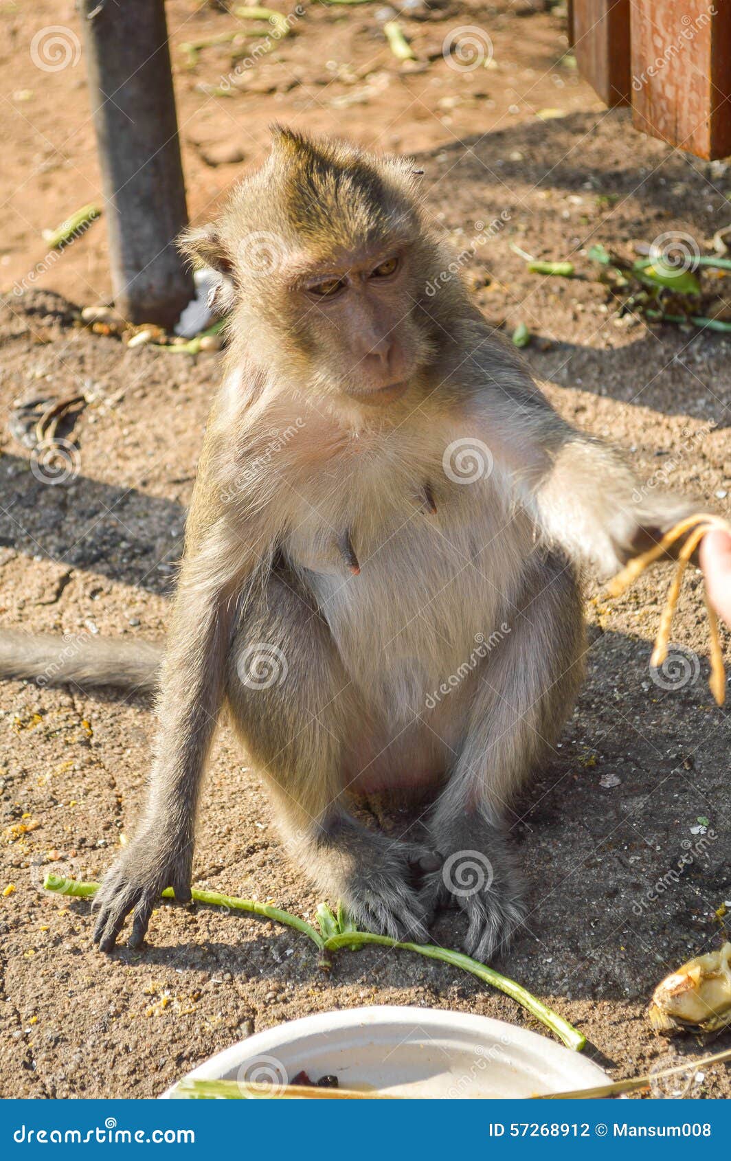 Monkey stock photo. Image of animal, garden, outdoor - 57268912
