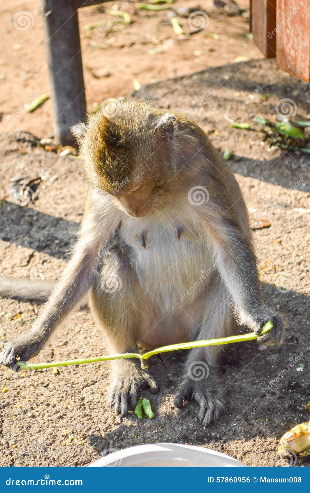Monkey stock photo. Image of natural, monkey, cute, animal - 57860956