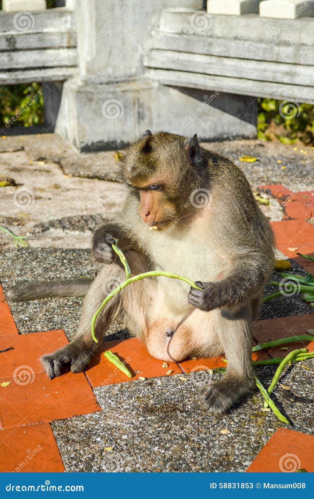 Monkey stock image. Image of fauna, monkey, temple, garden - 58831853