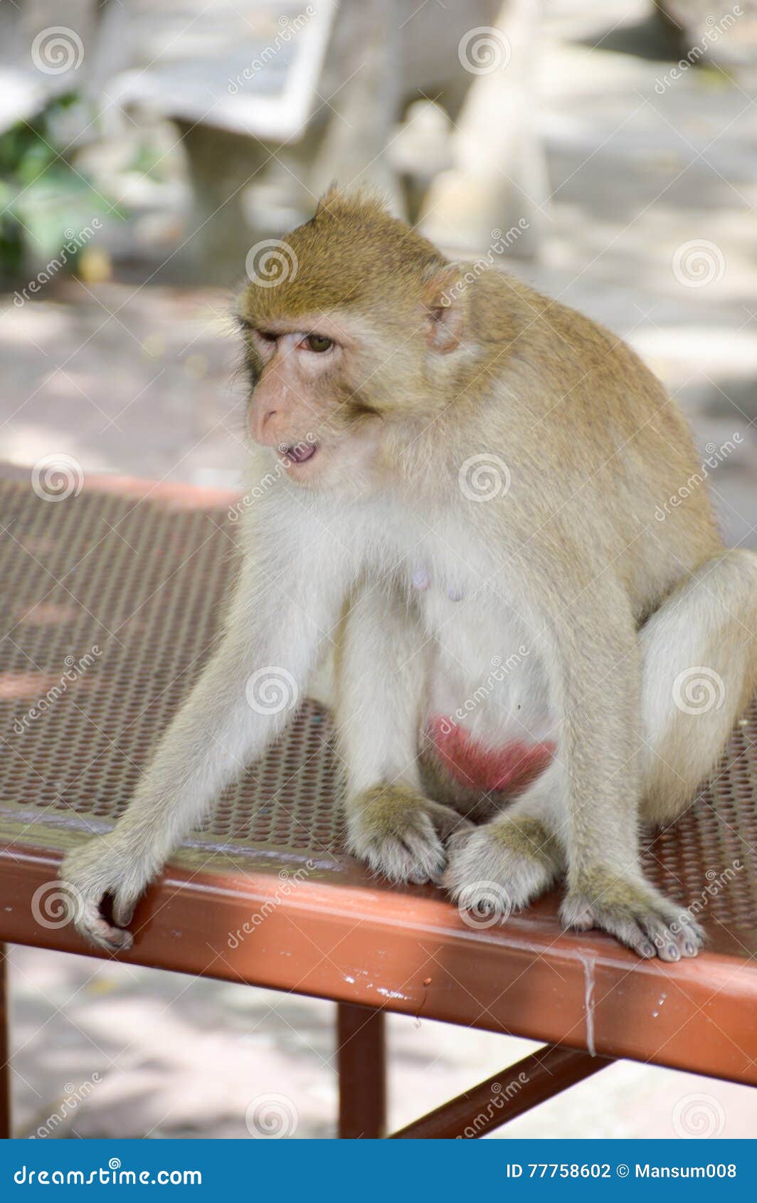 Monkey In The Garden Royalty-Free Stock Photography | CartoonDealer.com ...