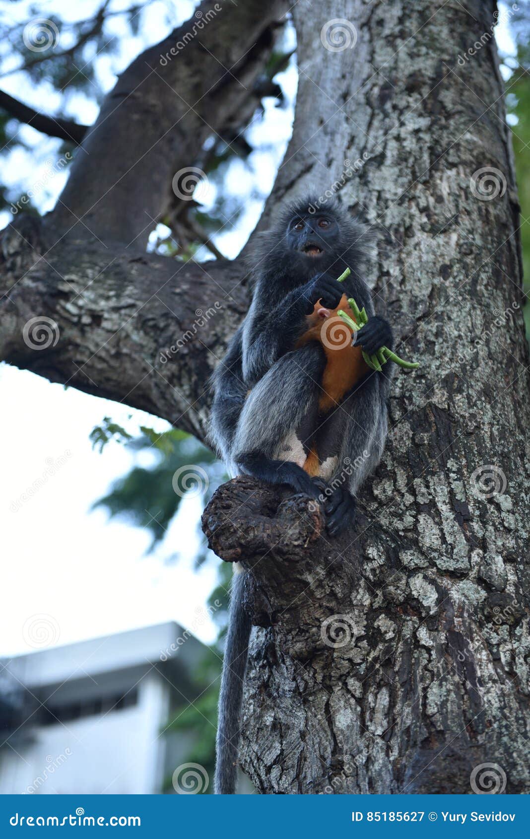 Monkey In The Garden Royalty-Free Stock Photography | CartoonDealer.com ...