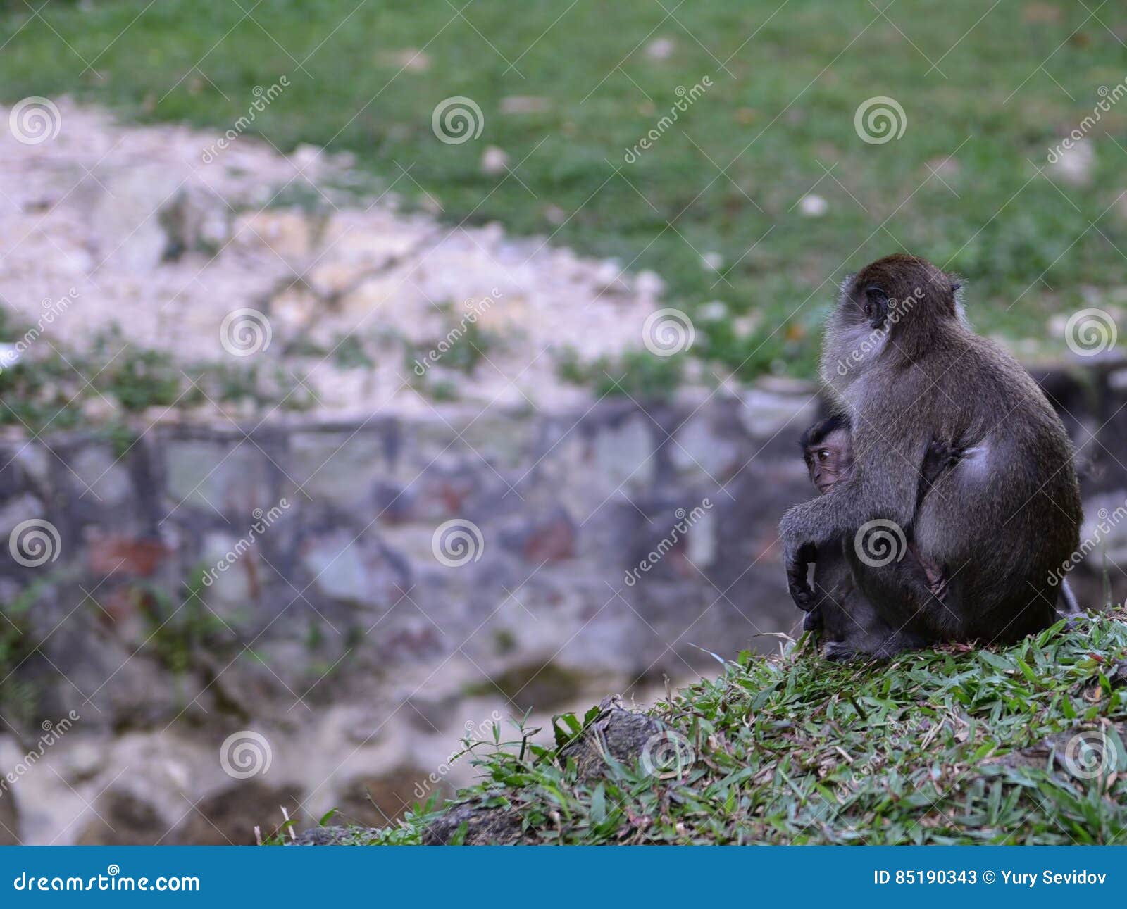 Monkey in the garden stock image. Image of poses, natural - 85190343