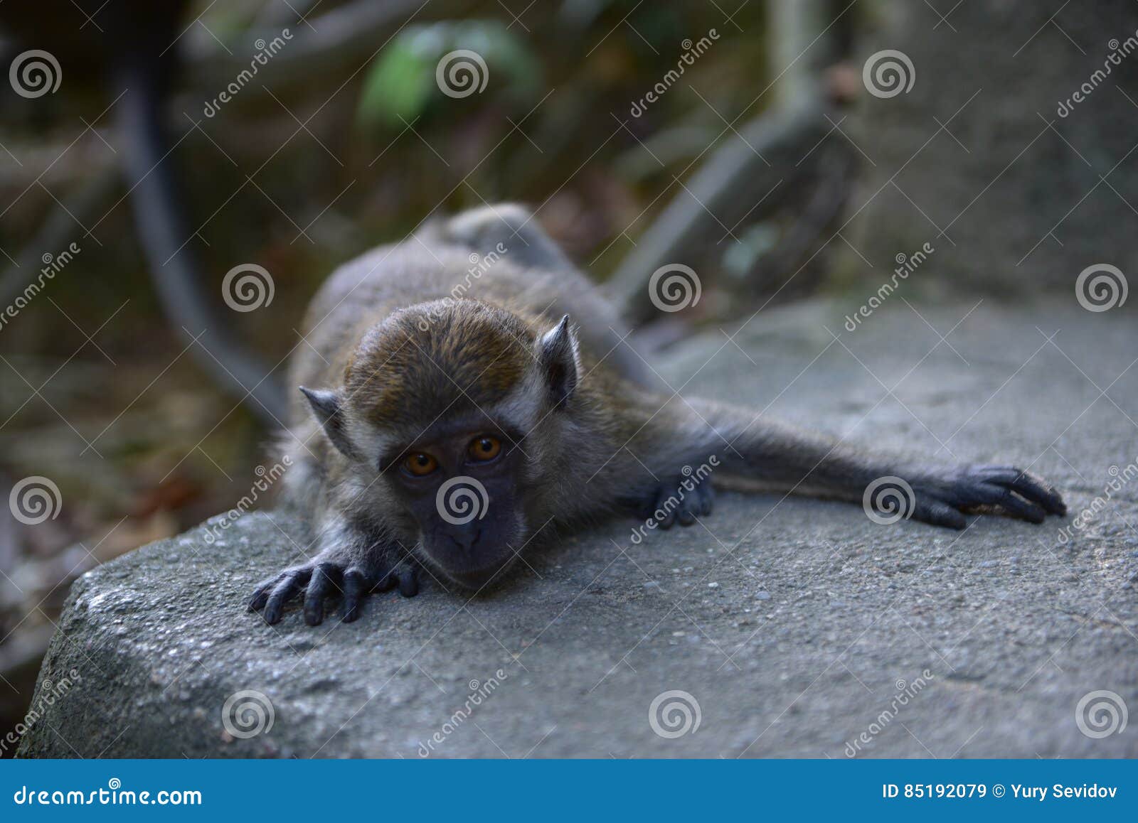 Monkey in the garden stock image. Image of moments, family - 85192079