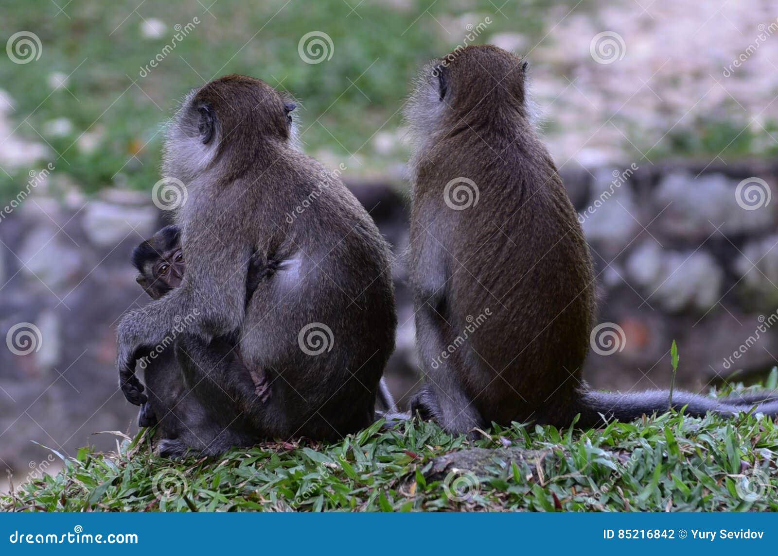 Monkey in the garden stock photo. Image of mammals, garden - 85216842