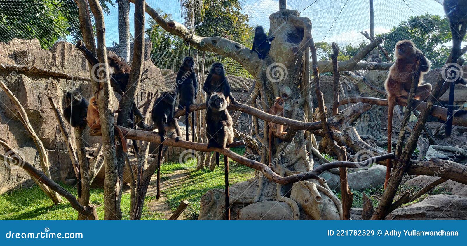 Monkey gathering editorial stock image. Image of bali - 221782329