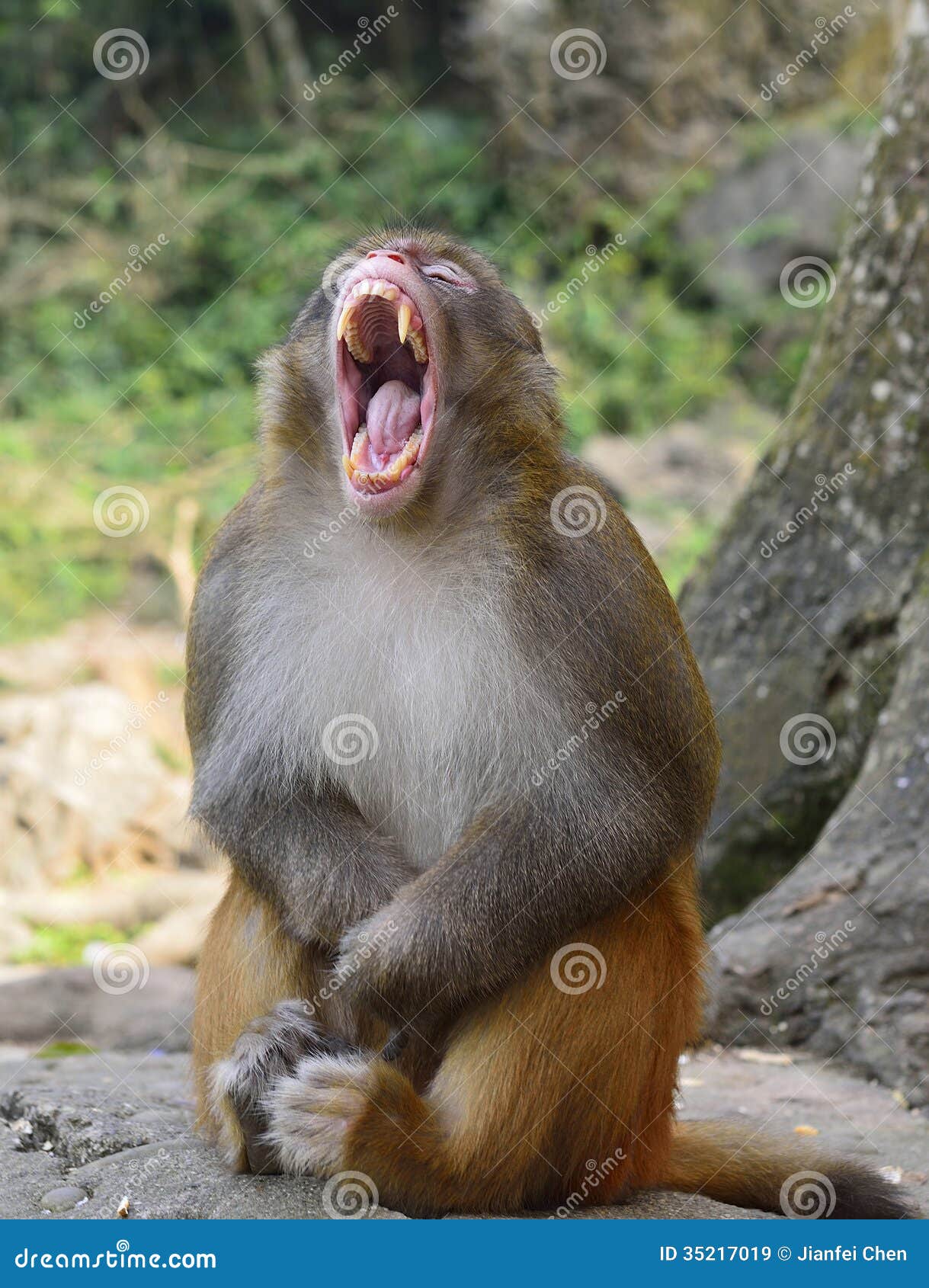 Monkey Gave a Big Yawn stock image. Image of tooth, throttle - 35217019