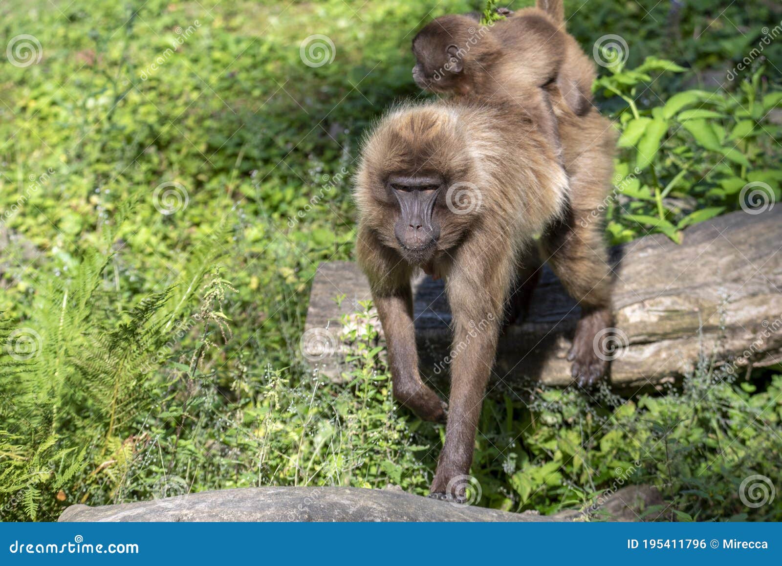 Monkey Gelada Baboons Theropithecus Gelada with Baby. Stock Photo ...