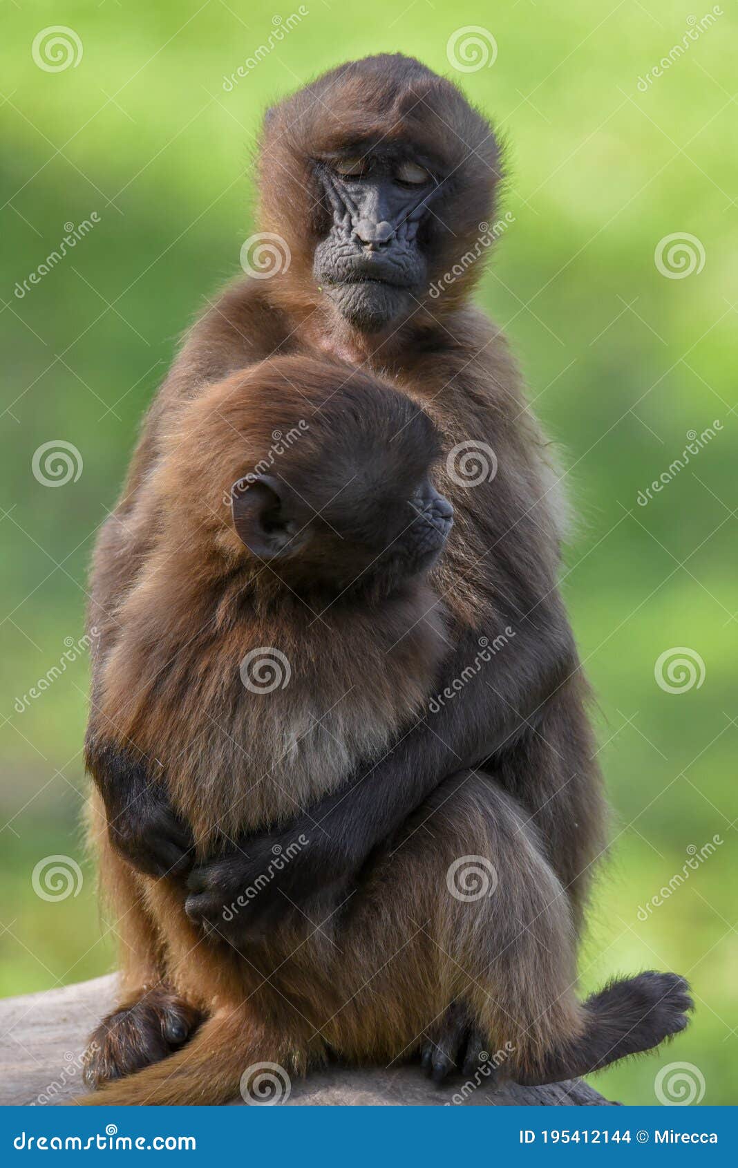 Monkey Gelada Baboons Theropithecus Gelada .with Baby. Stock Photo ...