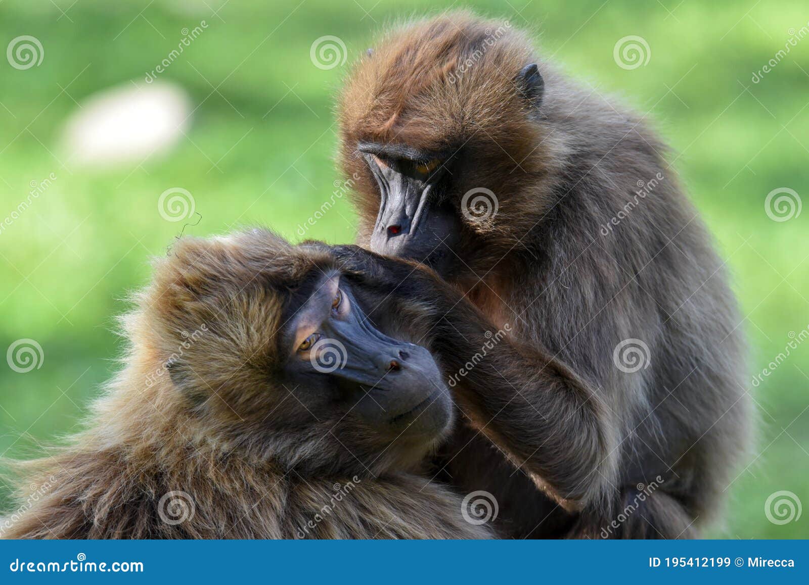 Monkey Gelada Baboons Theropithecus Gelada Stock Image - Image of close ...