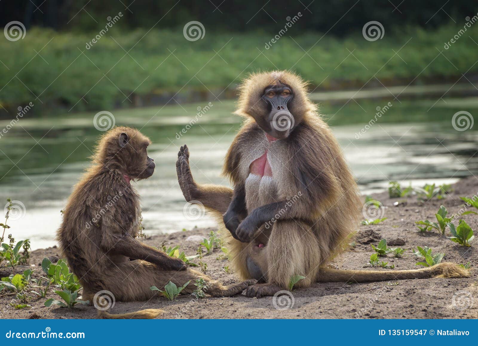 Monkey Gelada, Theropithecus Gelada, the Bleeding-heart Monkey, Gelada ...