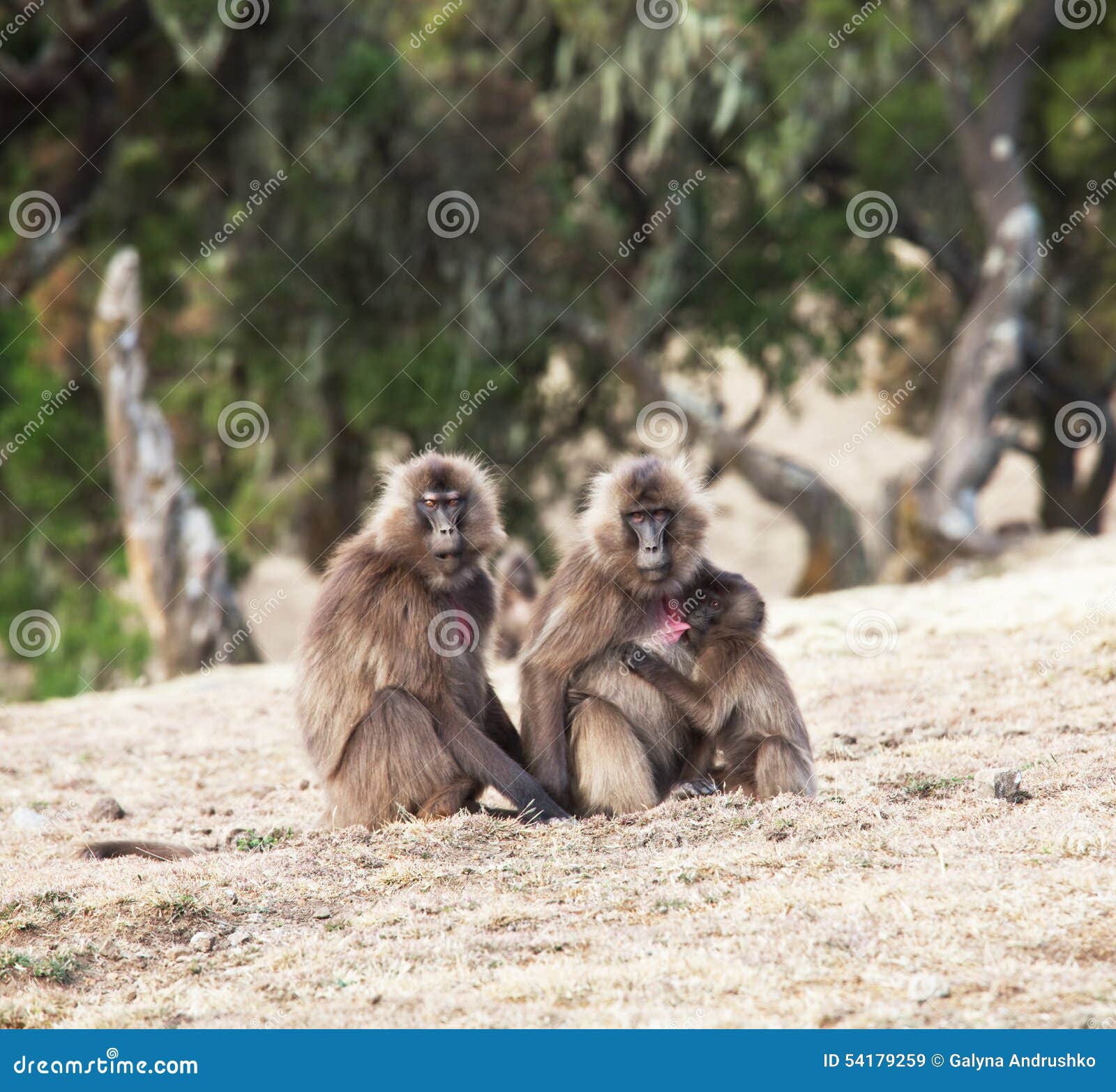 Monkey Gellada stock image. Image of ethiopia, reserve - 54179259