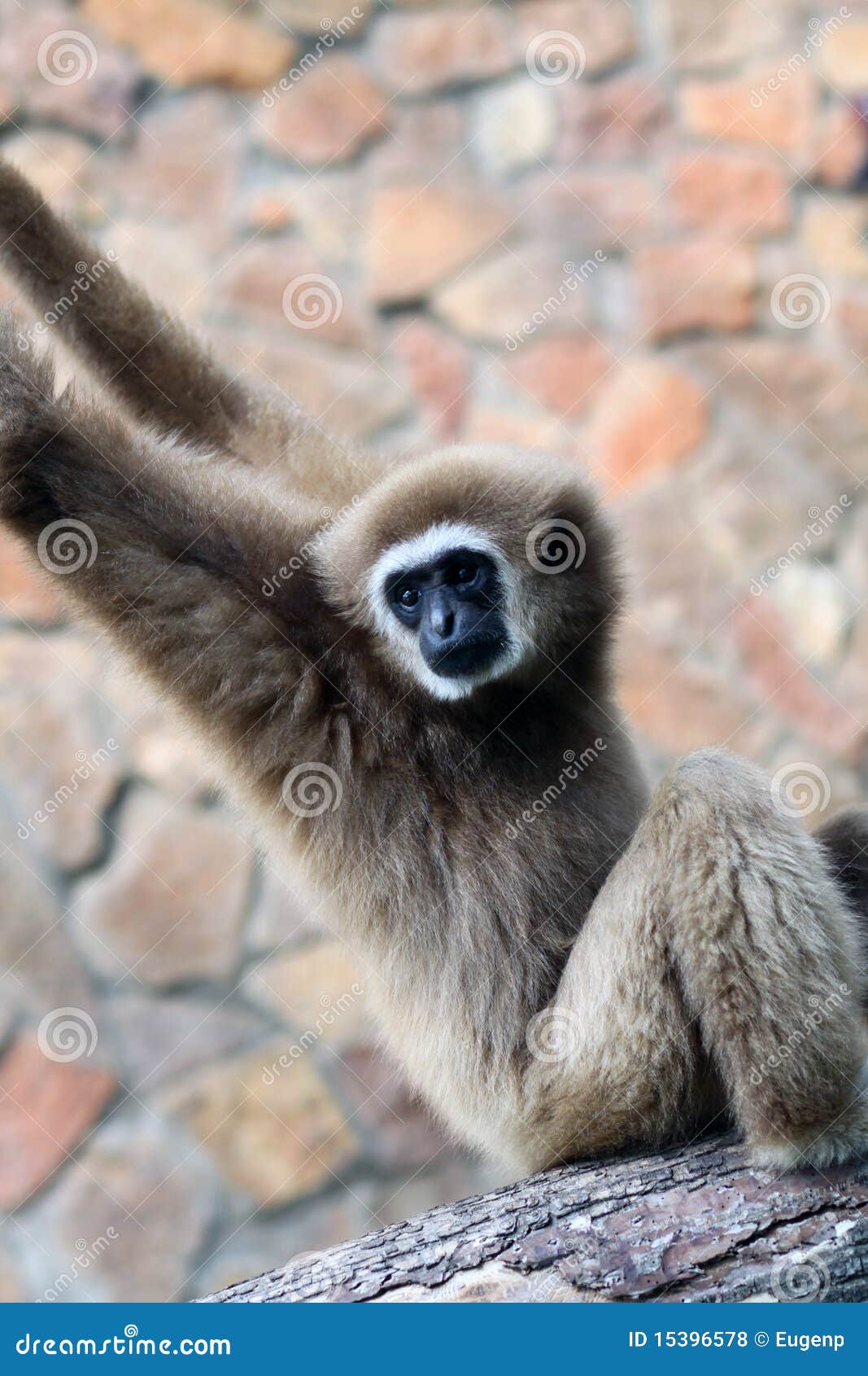 Monkey - gibbon stock photo. Image of africa, finger - 15396578