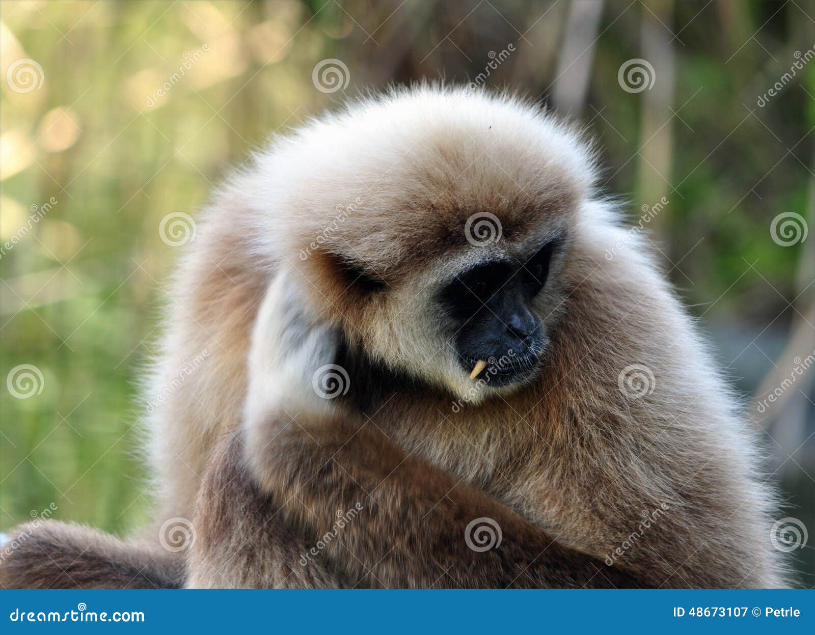 Monkey - gibbon stock image. Image of monkey, view, animal - 48673107