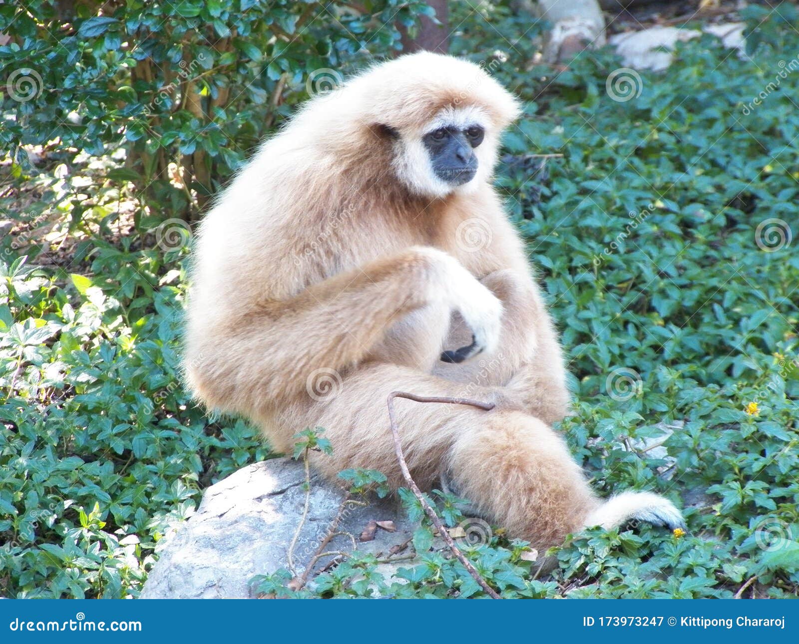 Monkey Gibbons at dawn stock image. Image of asia, eyes - 173973247