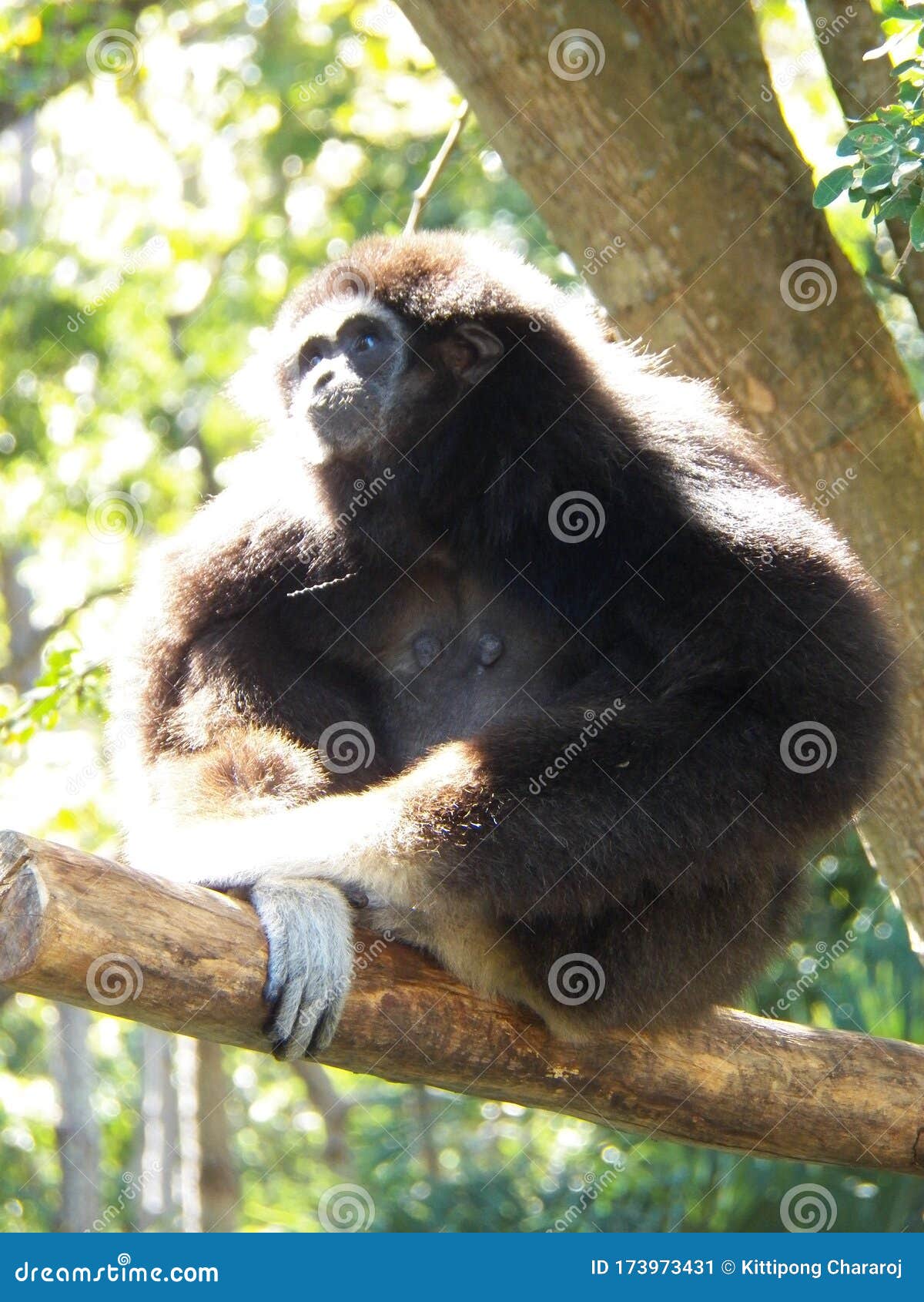 Monkey Gibbons at dawn stock image. Image of animal - 173973431