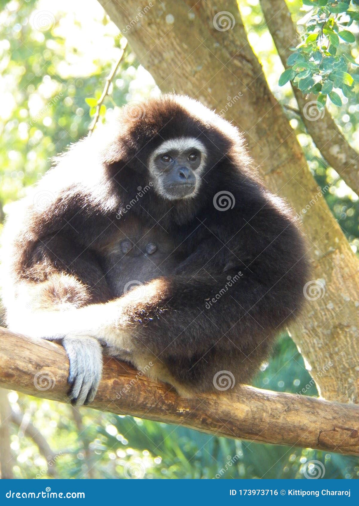 Monkey Gibbons at dawn stock photo. Image of dawn, looking - 173973716