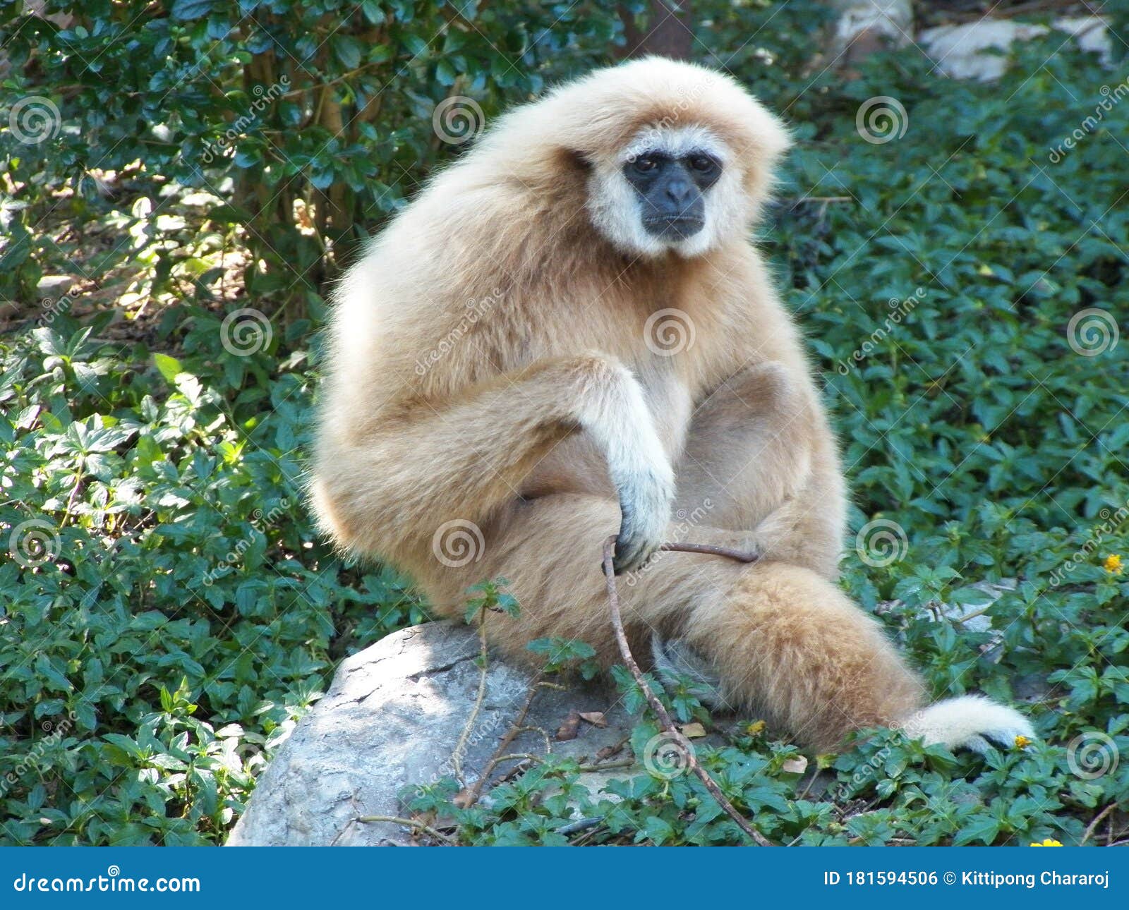 Monkey Gibbons at dawn stock photo. Image of studio - 181594506