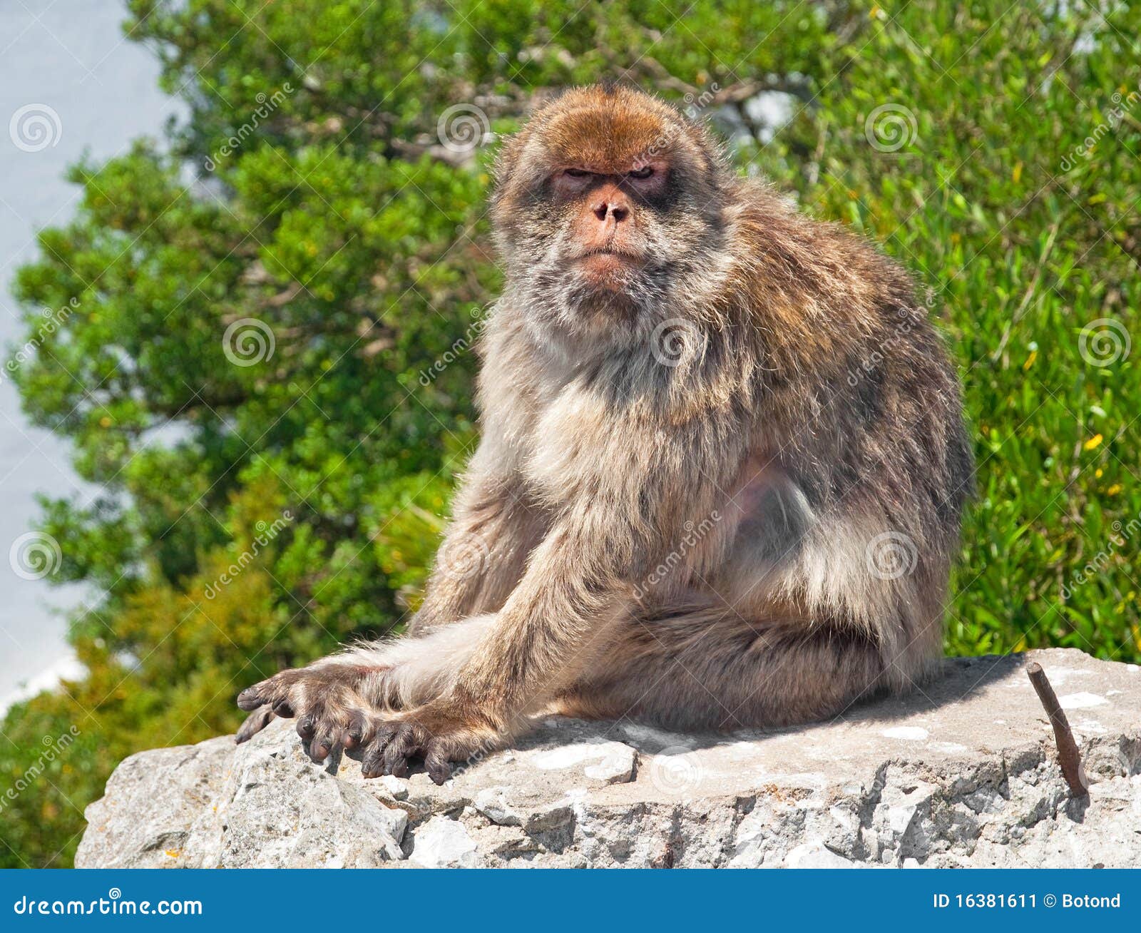 Monkey in Gibraltar stock image. Image of barbary, gibraltar - 16381611