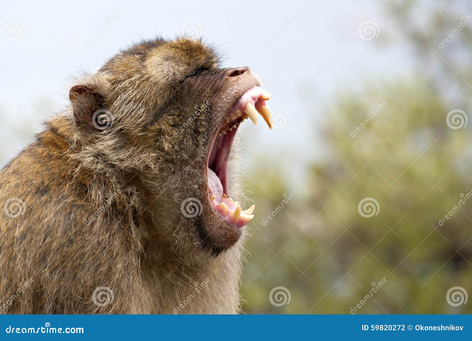 Monkey in Gibraltar stock photo. Image of fang, shot - 59820272